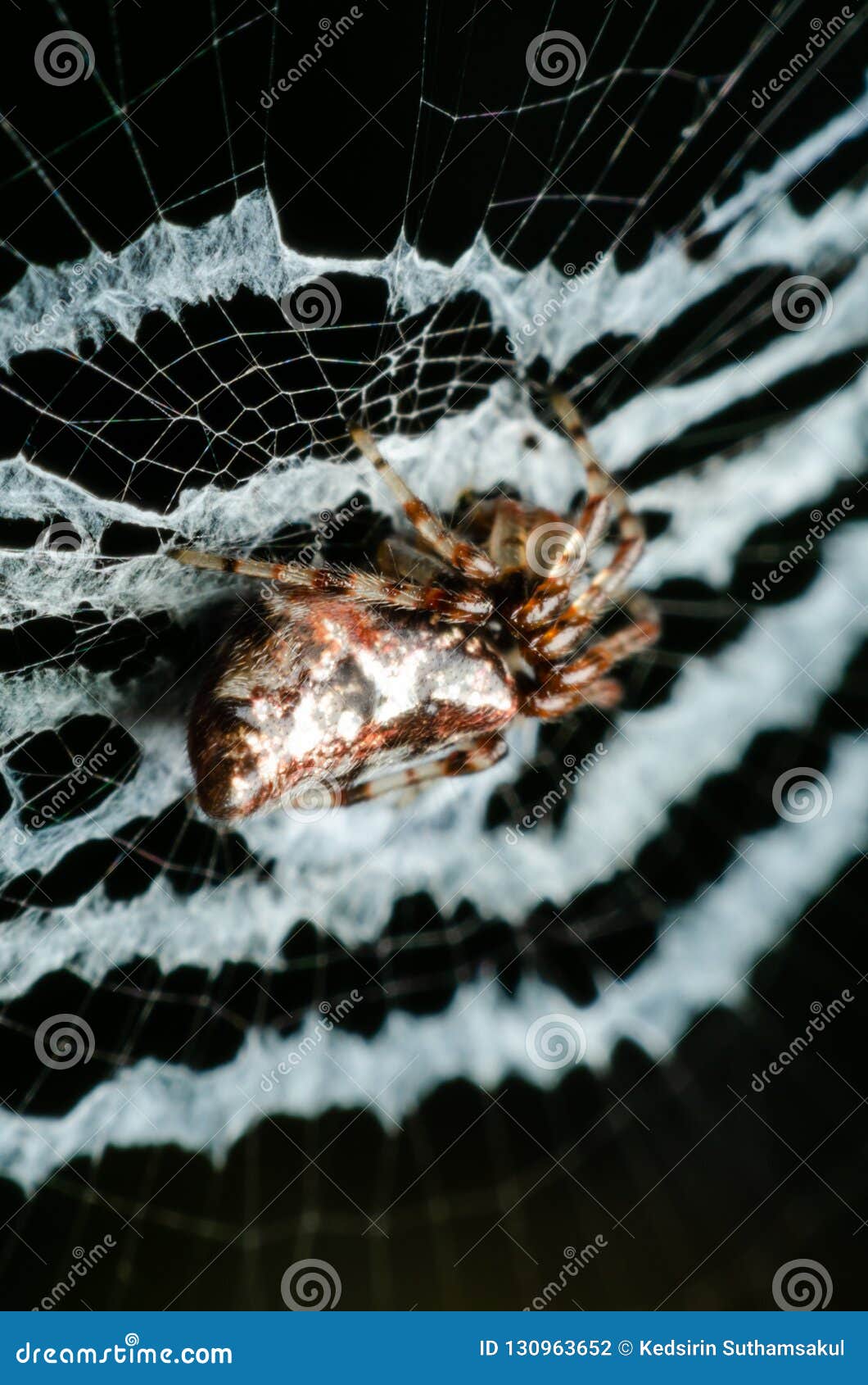 Macro Spider on White Cobwebs Stock Photo - Image of macro, white ...