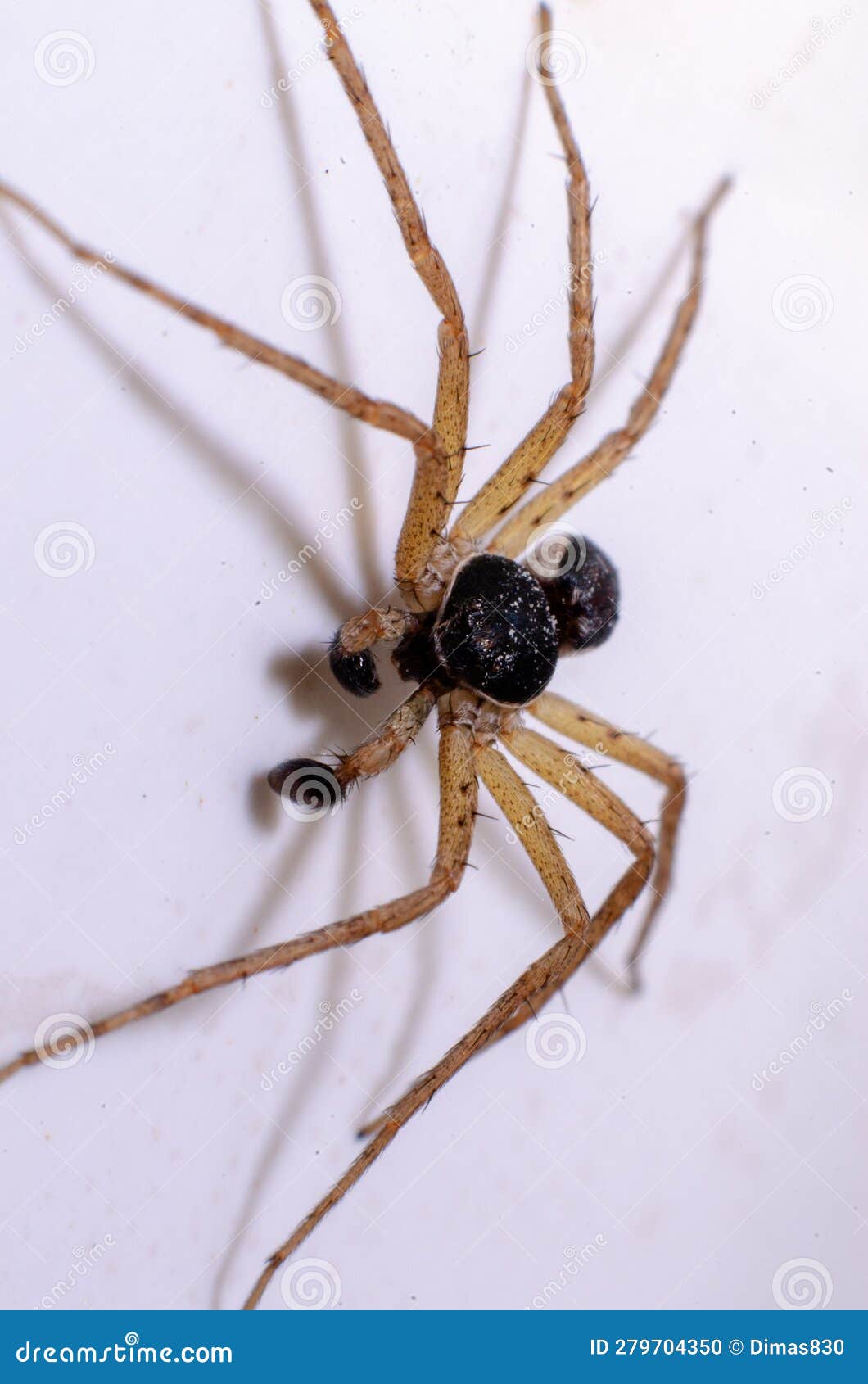 Macro Spider with Yellow Paws Close-up Stock Photo - Image of paws ...
