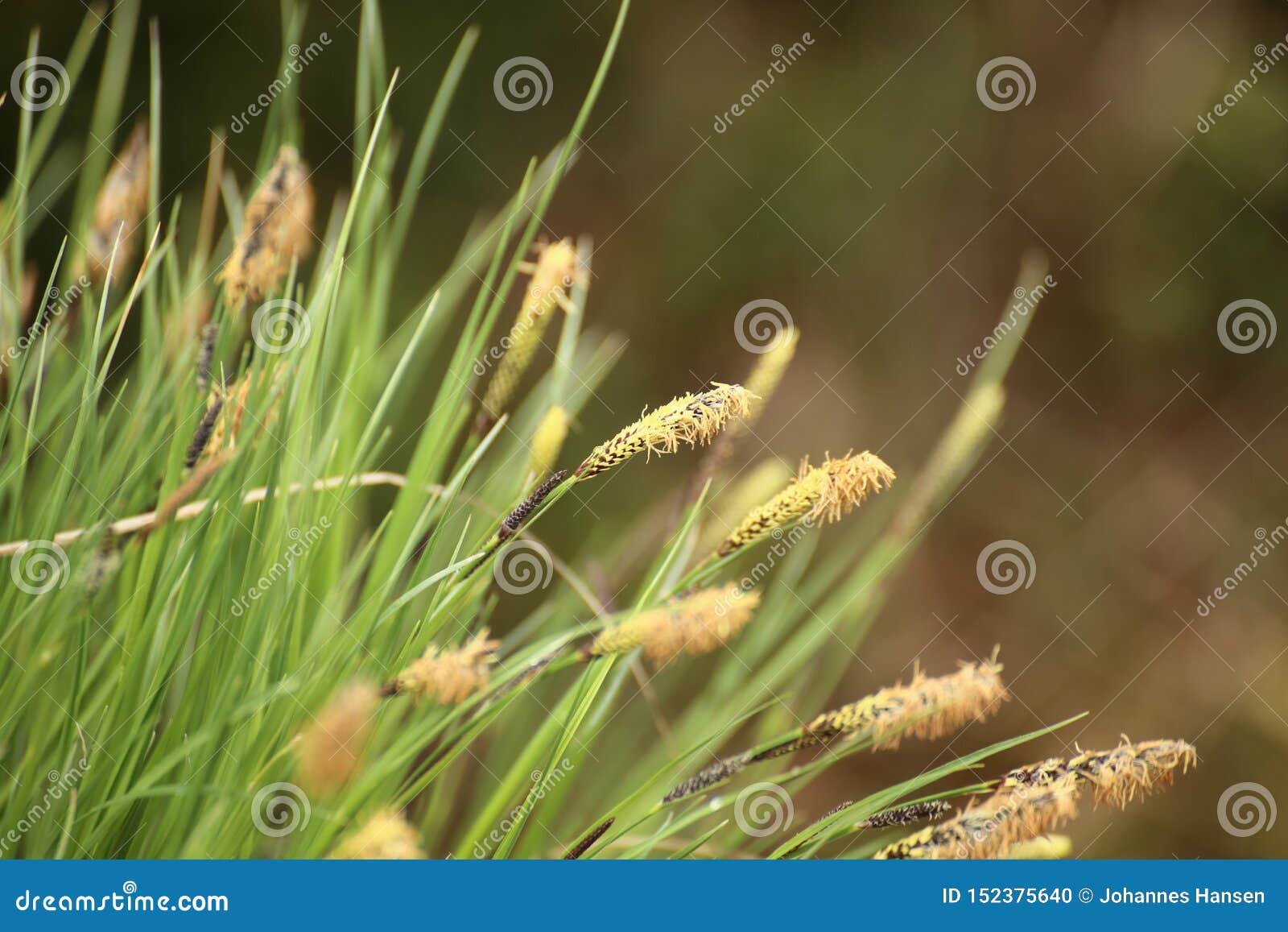 Macro of Spikes of Carex Nigra, the Common Sedge Stock Photo - Image of ...