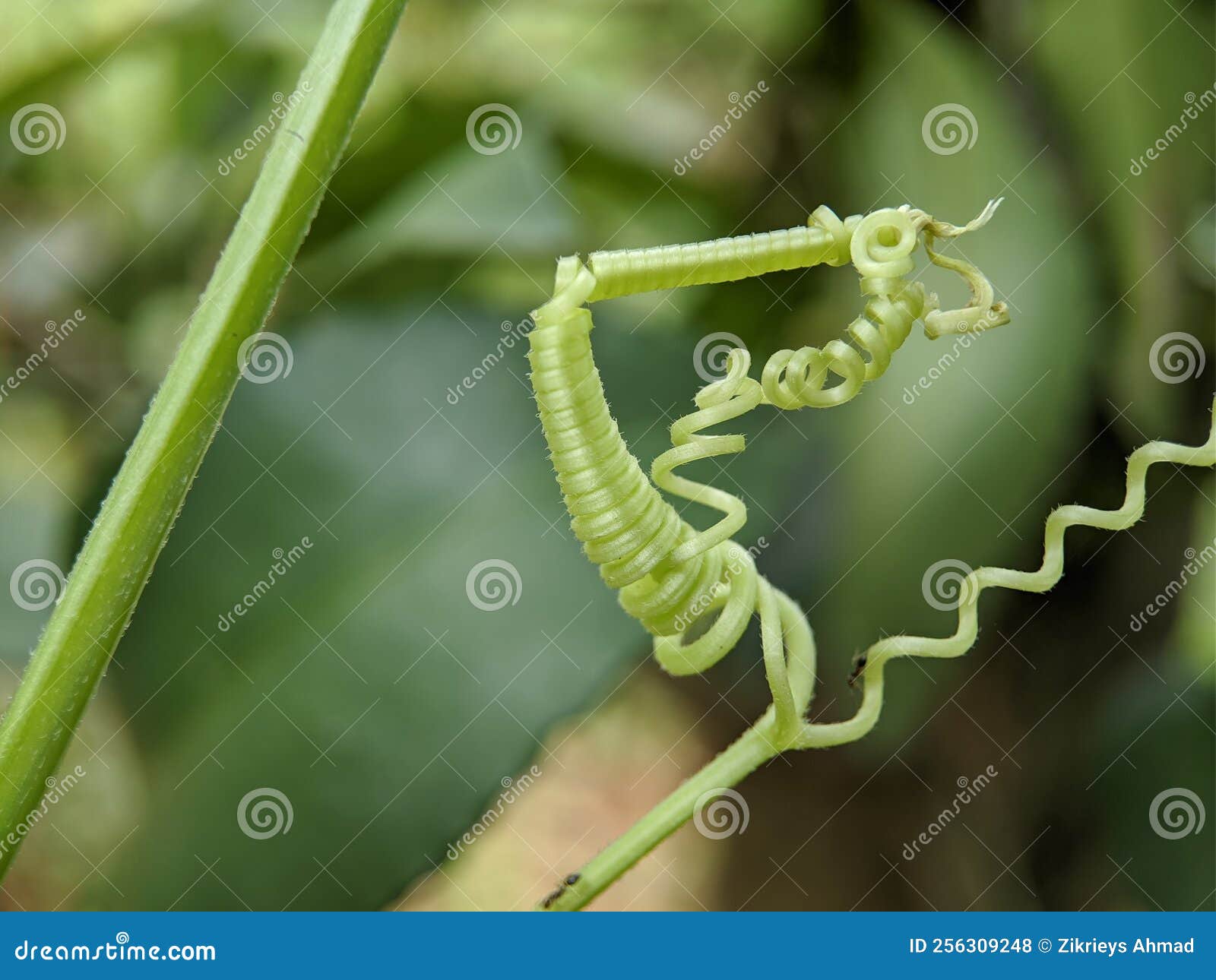 Macro of Spiraling Tendril Plant Texture Stock Photo - Image of tendril ...