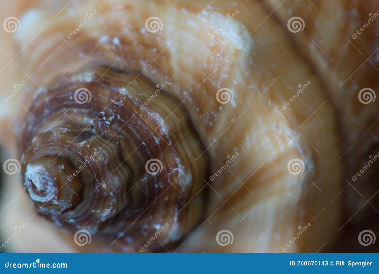 Macro Spirals of a Conch Shell Stock Image - Image of gastropod ...