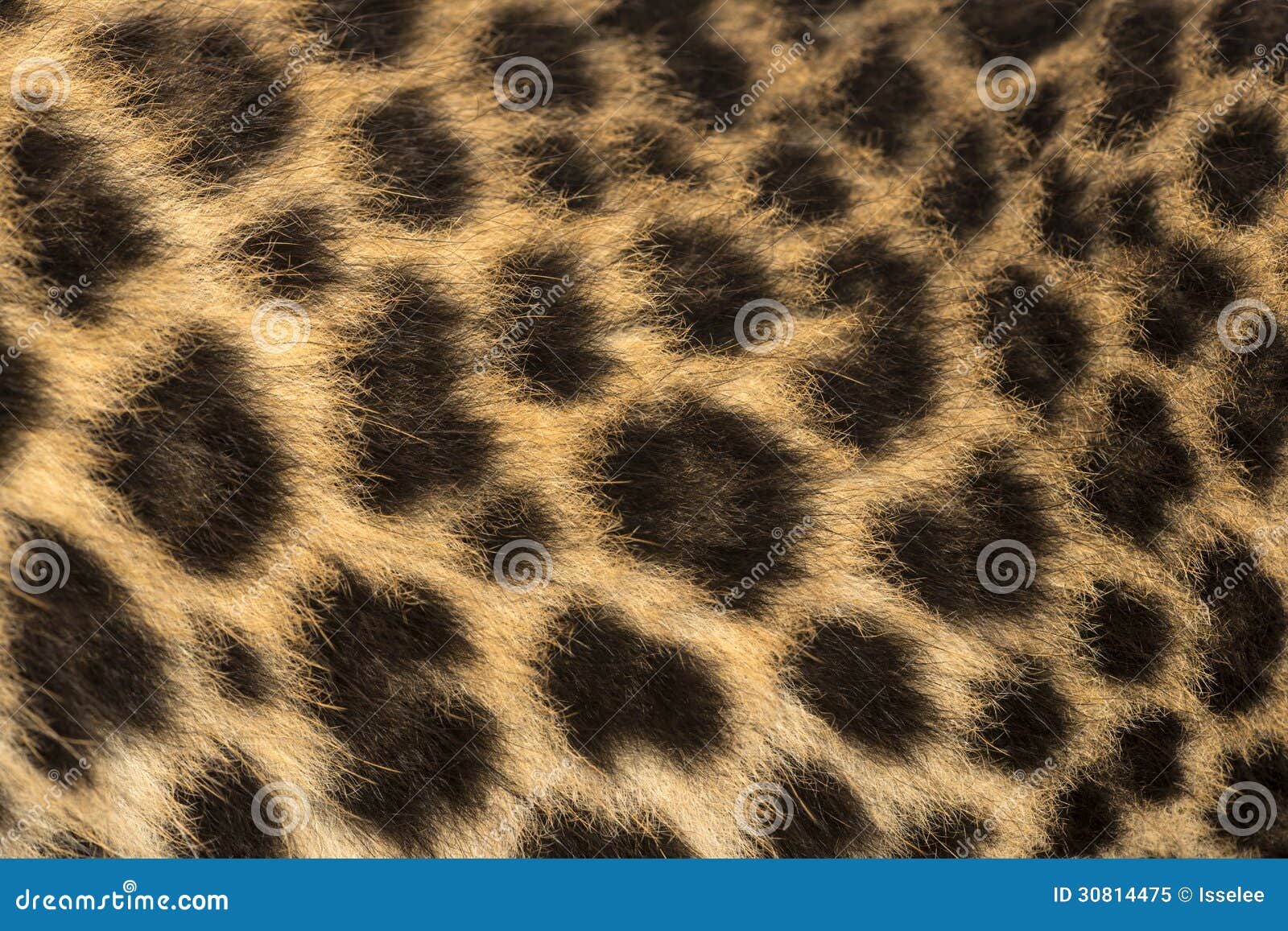 Macro of a Spotted Leopard Cub S Fur - Panthera Pardus Stock Image ...