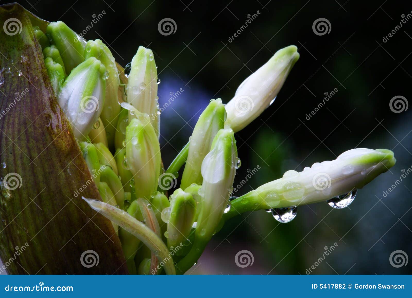 Macro Spring stock photo. Image of bloom, growth, natural - 5417882