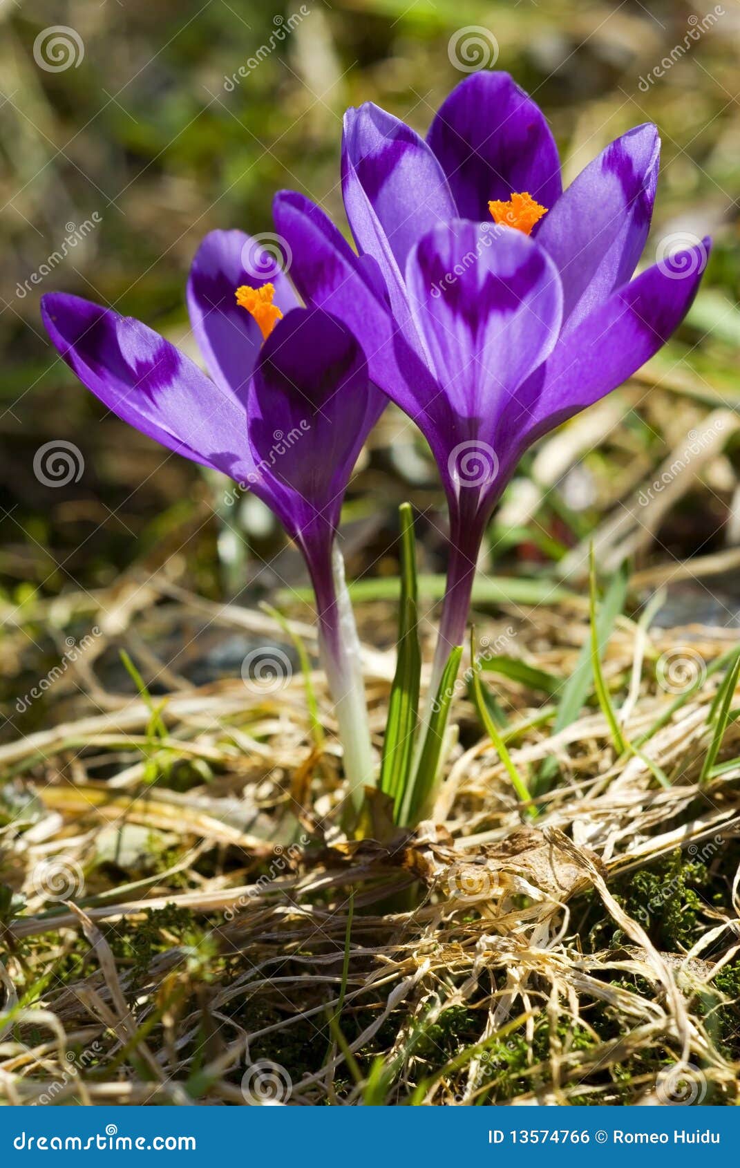 Macro spring flowers stock photo. Image of morning, magenta - 13574766