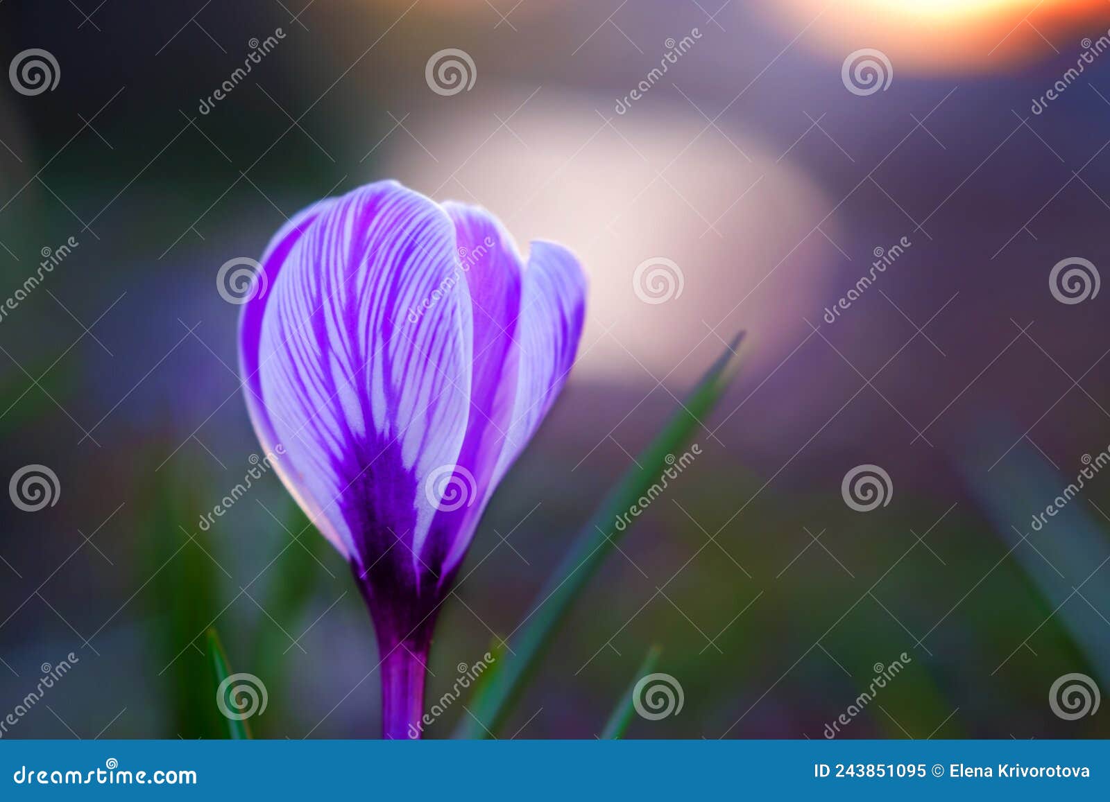 Closeup of a Spring Lilac Crocus on a Background of Green Grass Stock ...