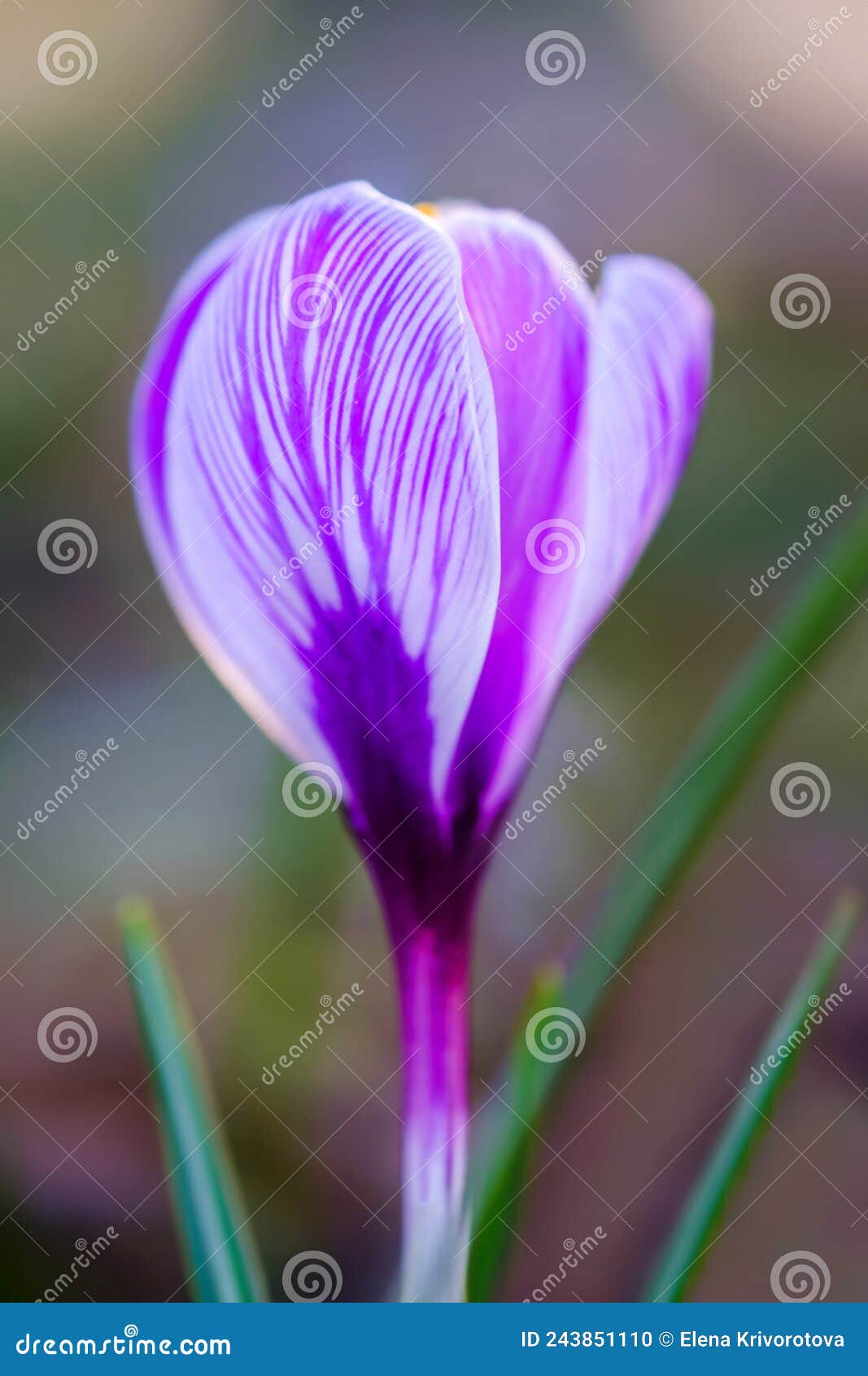 Macro of a Spring Lilac Crocus on a Background of Green Grass Stock ...