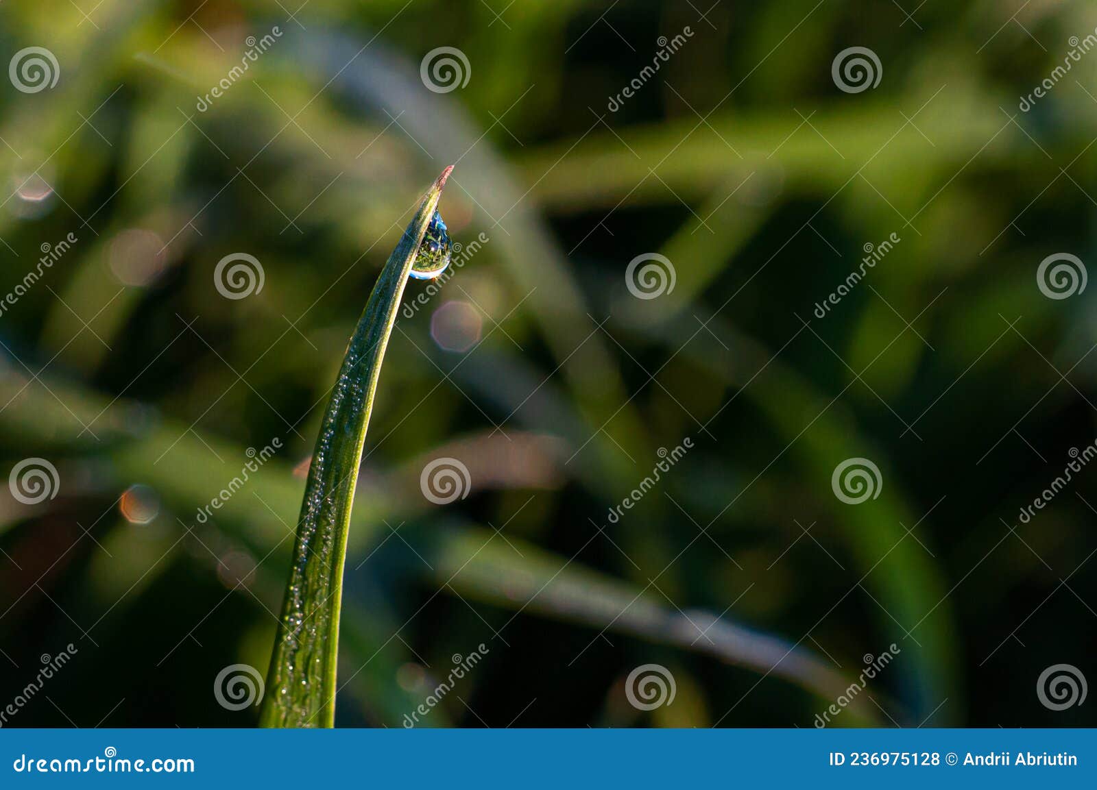 Macro of a Stalk of Wheat with a Hanging Drop of Dew, the Reflection of ...