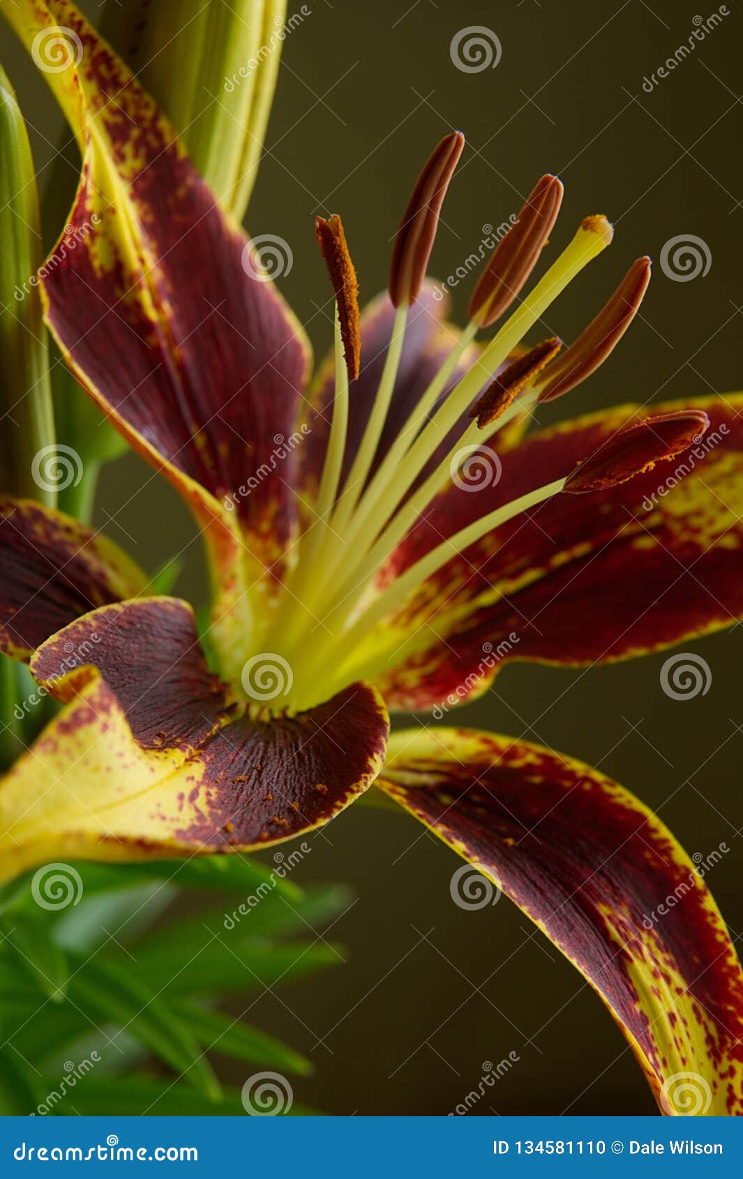 Macro of Tiger Lily stock photo. Image of camera, tube - 134581110
