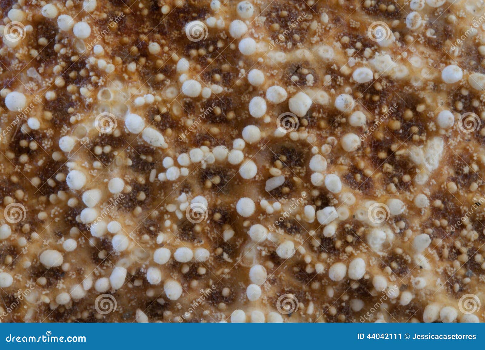 Macro Starfish Texture stock image. Image of macro, studio - 44042111