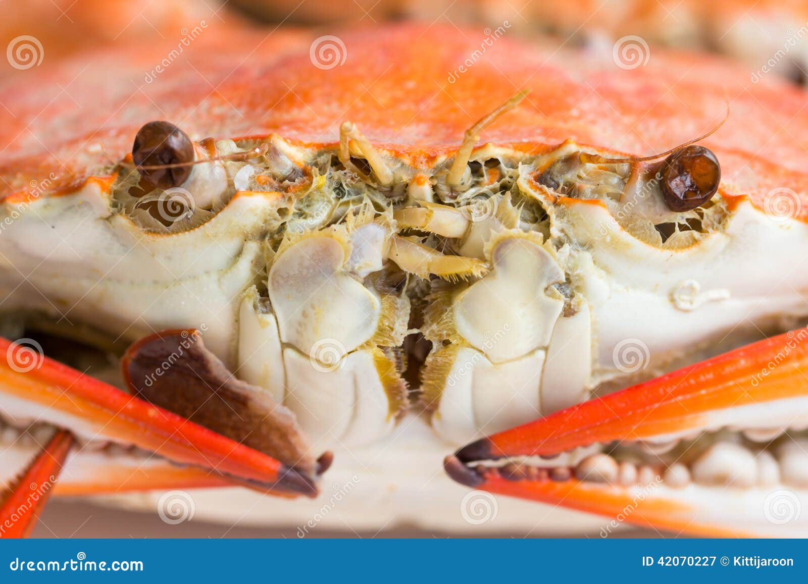 Macro steamed crab on dish stock image. Image of macro - 42070227