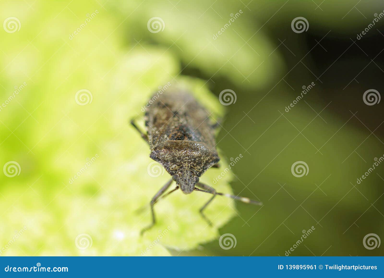 Stink Bug on Hen with Chick Stock Image - Image of leaves, leaf: 139895961