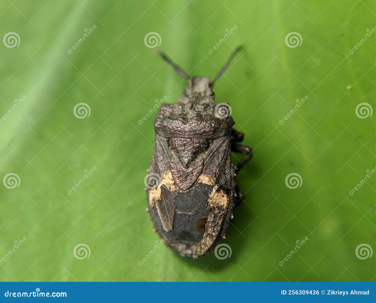 Macro of Stink Bug Insect on Green Leaves Stock Photo - Image of macro ...