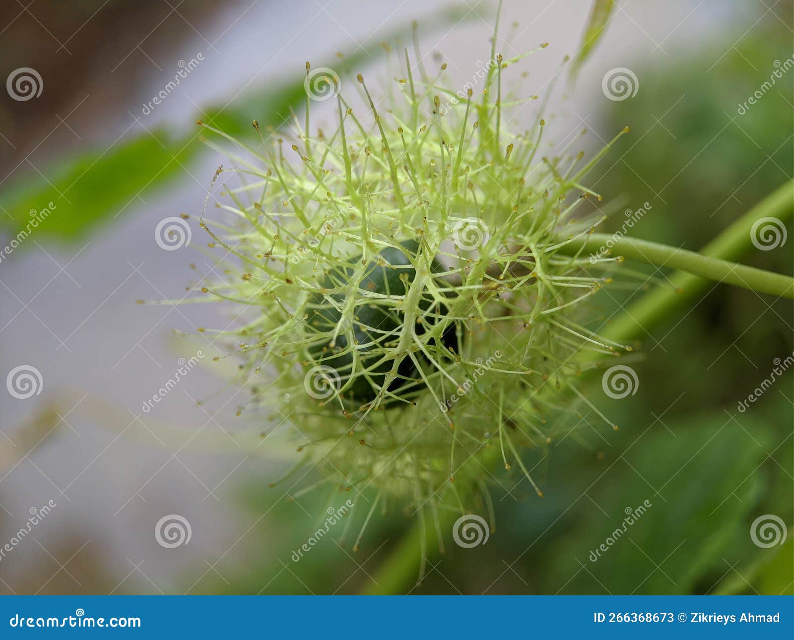 Macro of Stinking Passionflower Plant Stock Image - Image of stinking ...