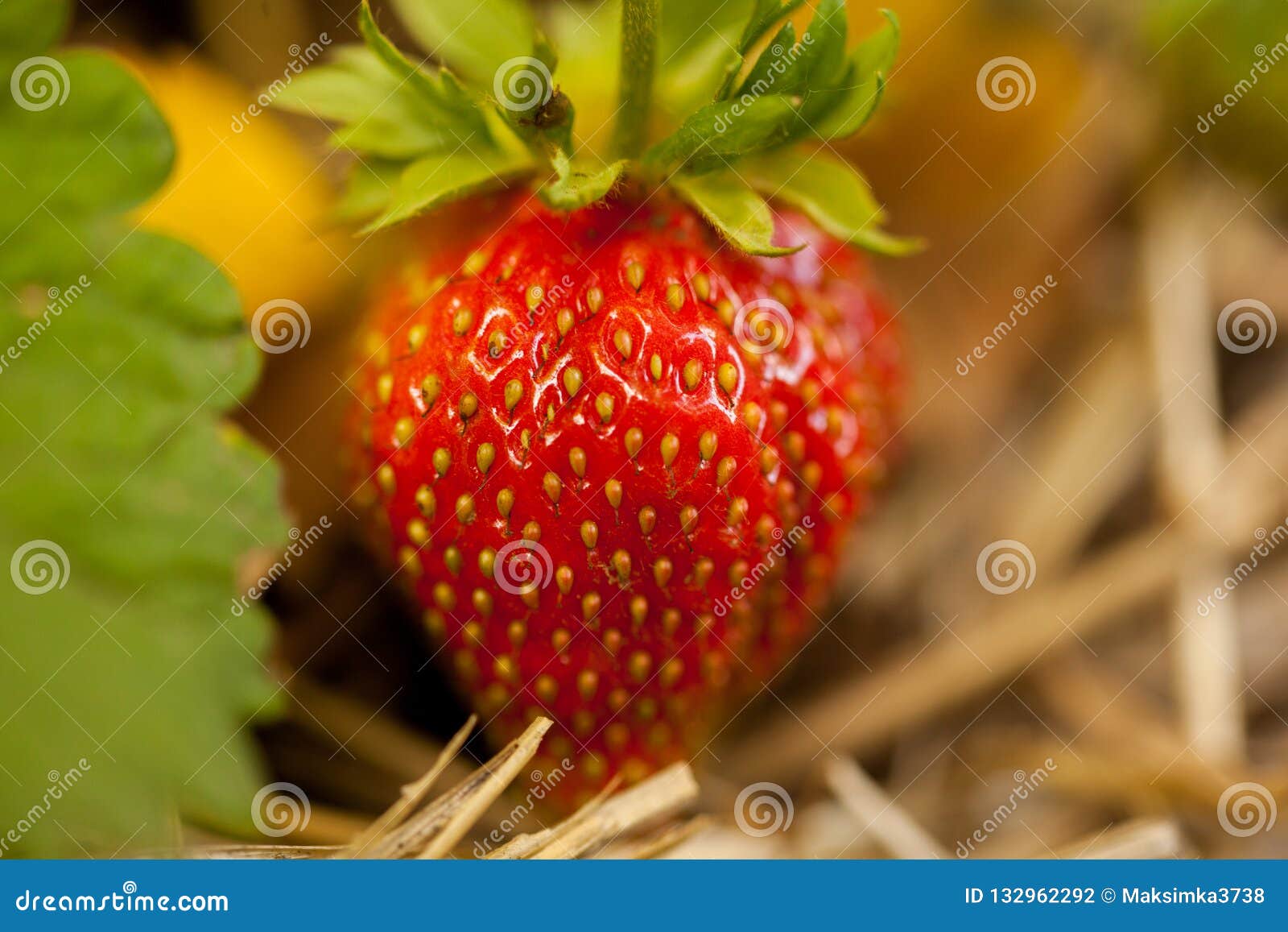 Macro of strawberry. stock photo. Image of berry, refreshment - 132962292