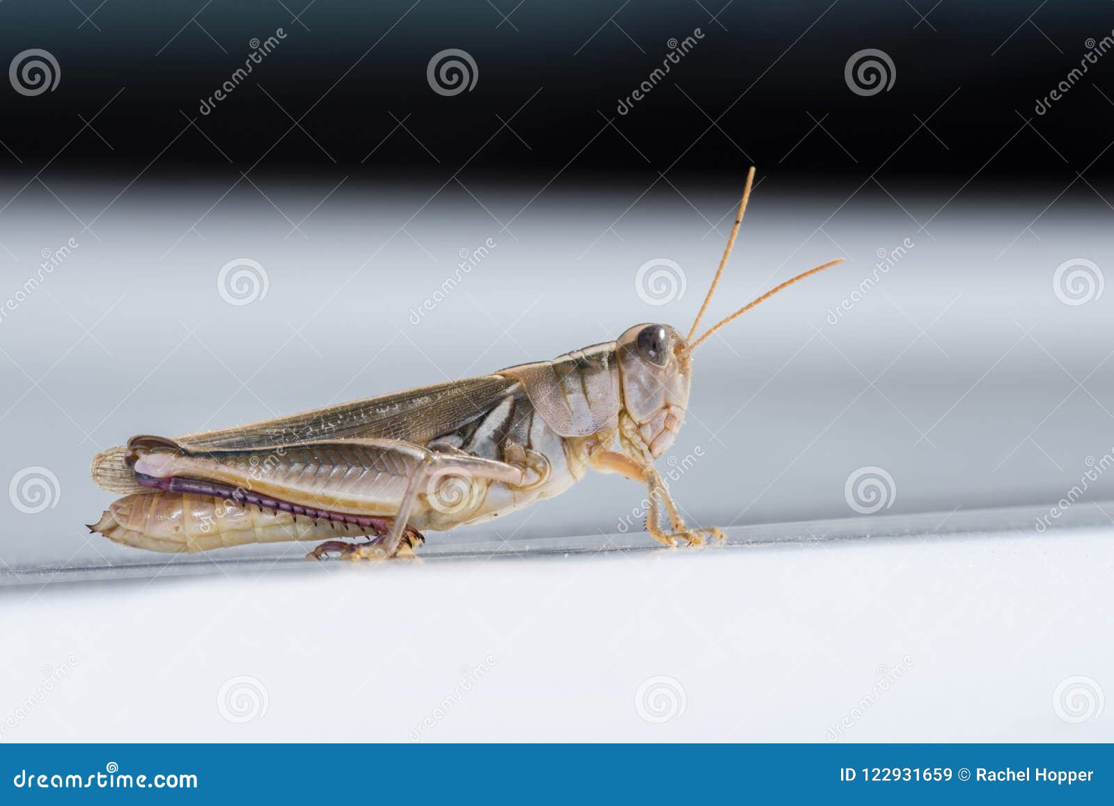 Macro of a Striped Sand Grasshopper Melanoplus Foedus Stock Image ...