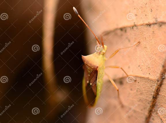 Macro Striped Shield Bug or Stink Bug Stock Image - Image of antenna ...