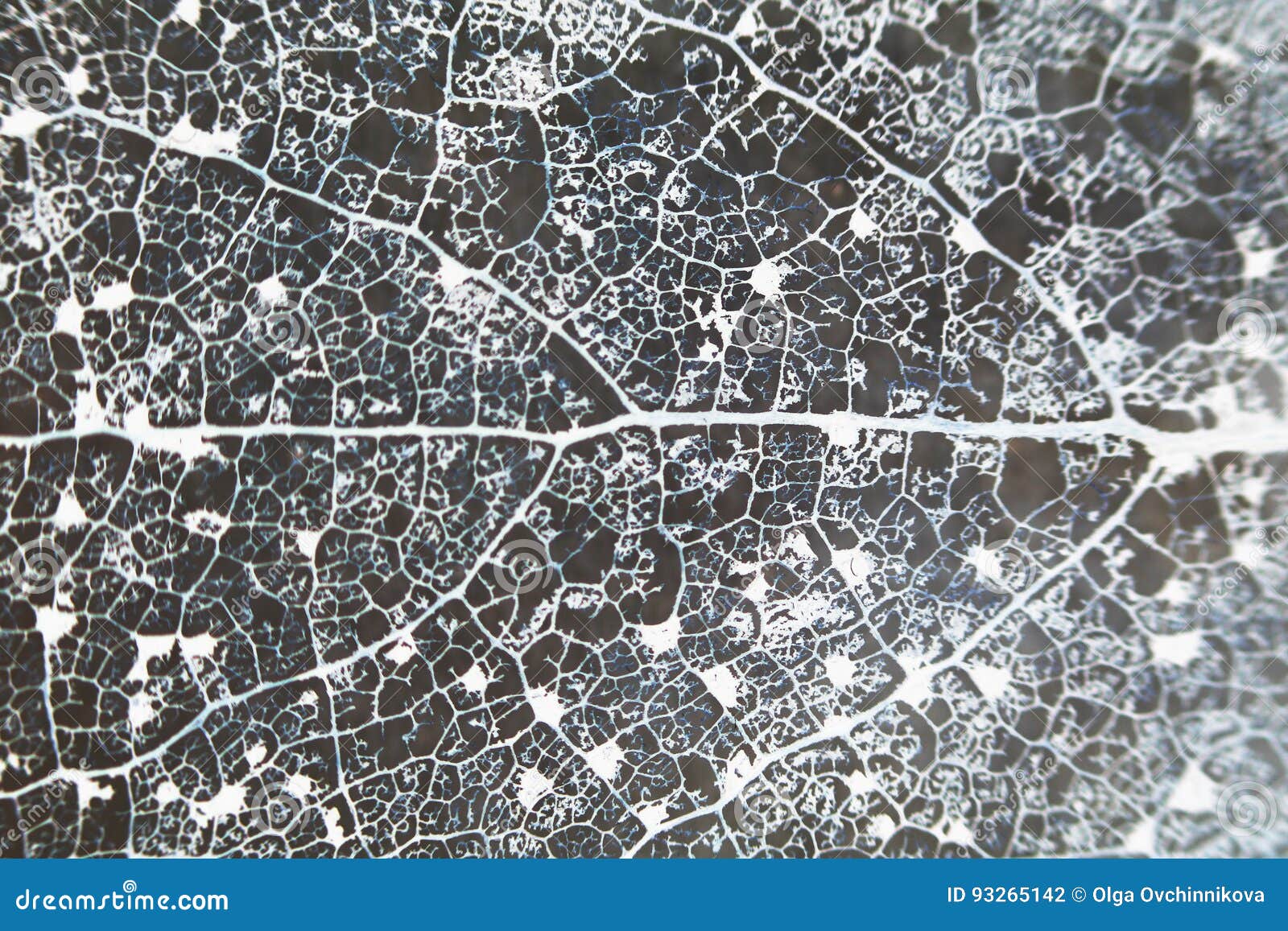 Macro Structure Brown Delicate Skeletonized Leaf of Populus Tremula ...