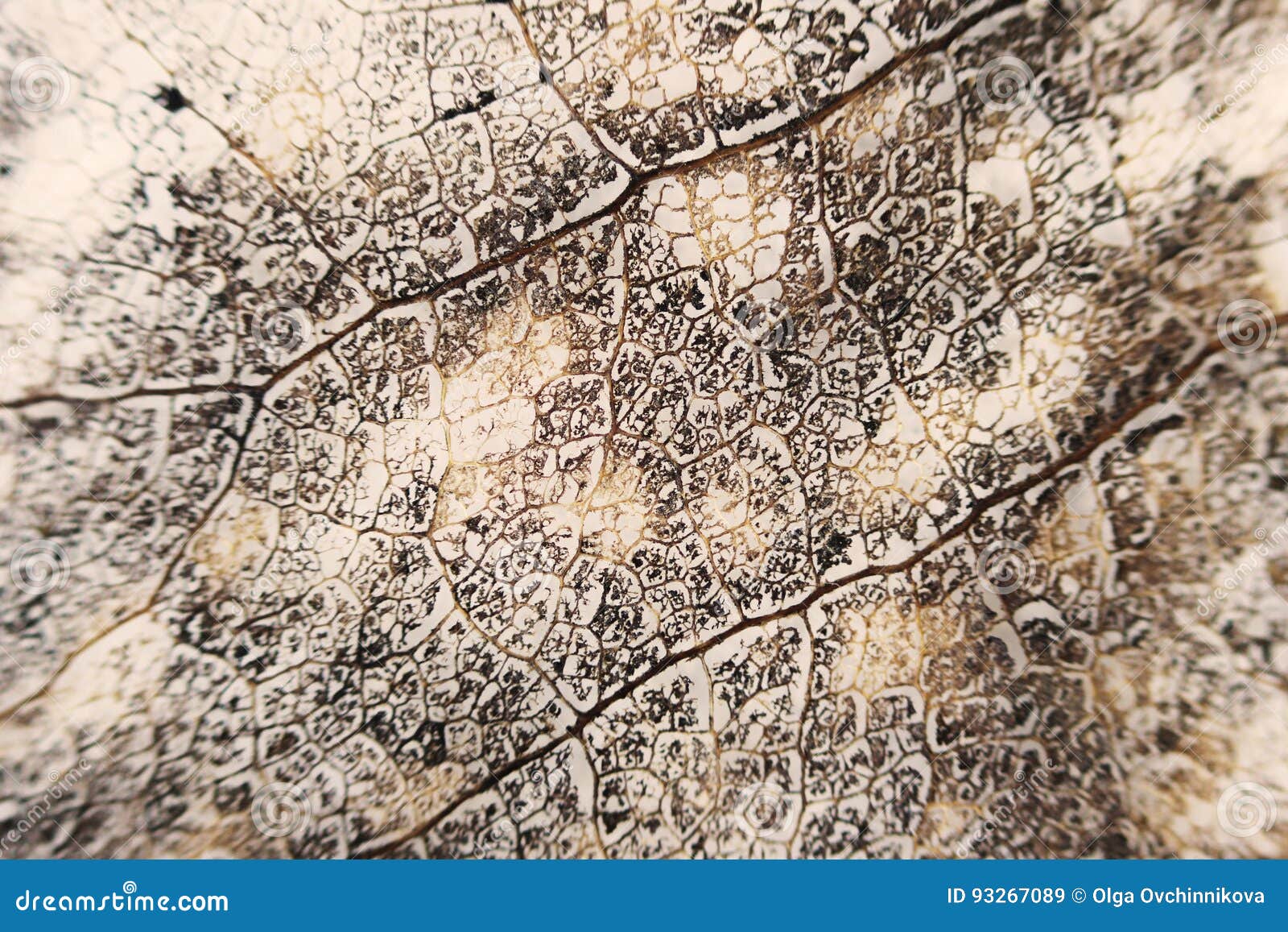 Macro Structure Brown Delicate Skeletonized Leaf of Populus Tremula ...