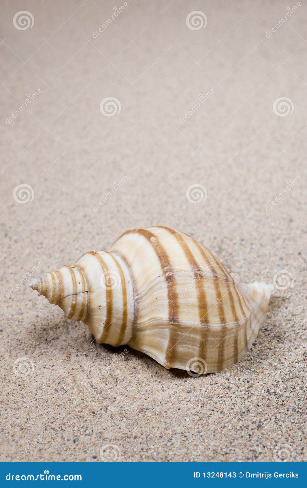 Macro Studio Shot of Beautiful Sea Shell Stock Image - Image of floor ...