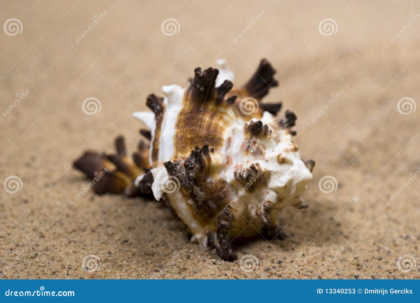 Macro Studio Shot of Beautiful Sea Shell Stock Image - Image of floor ...