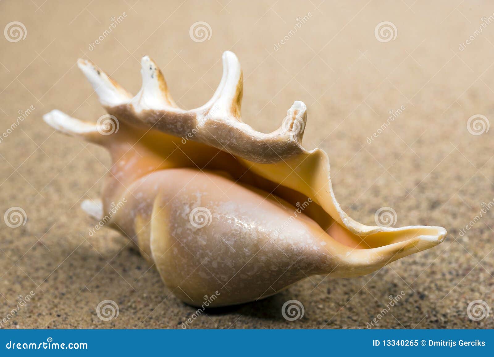 Macro Studio Shot of Beautiful Sea Shell Stock Image - Image of makro ...