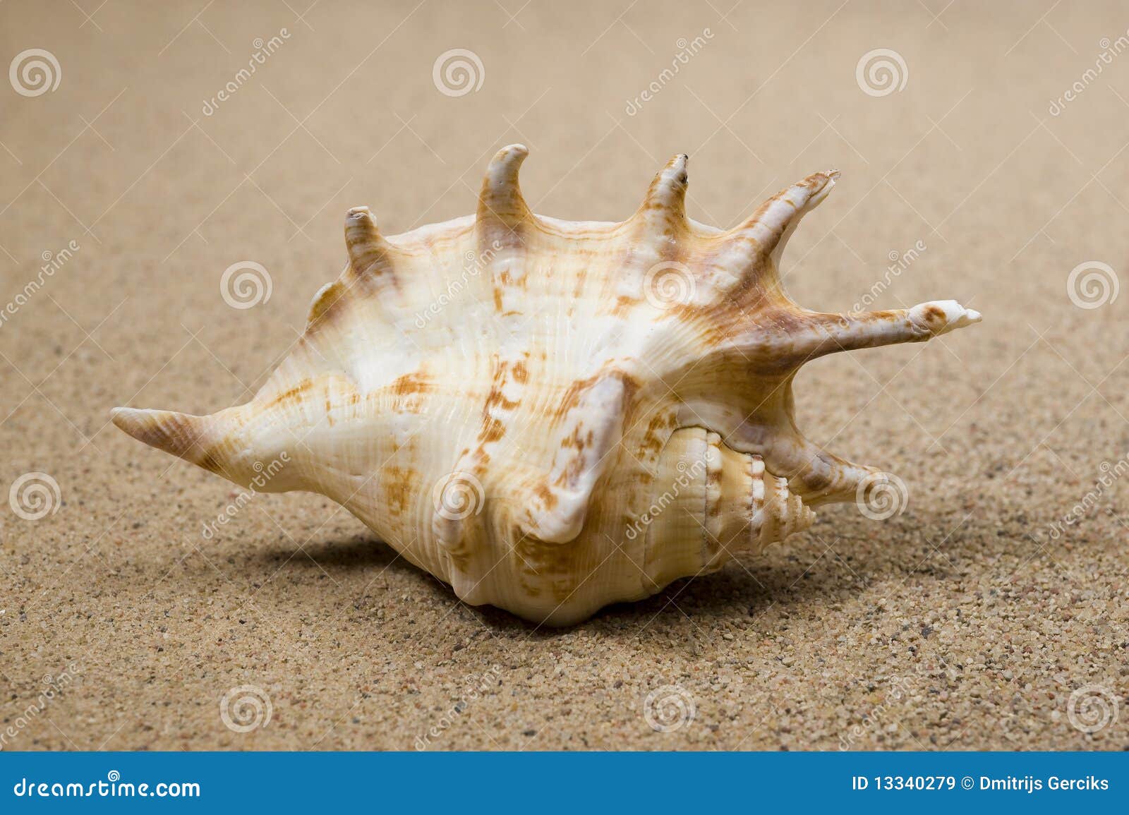 Macro Studio Shot of Beautiful Sea Shell Stock Image - Image of closeup ...