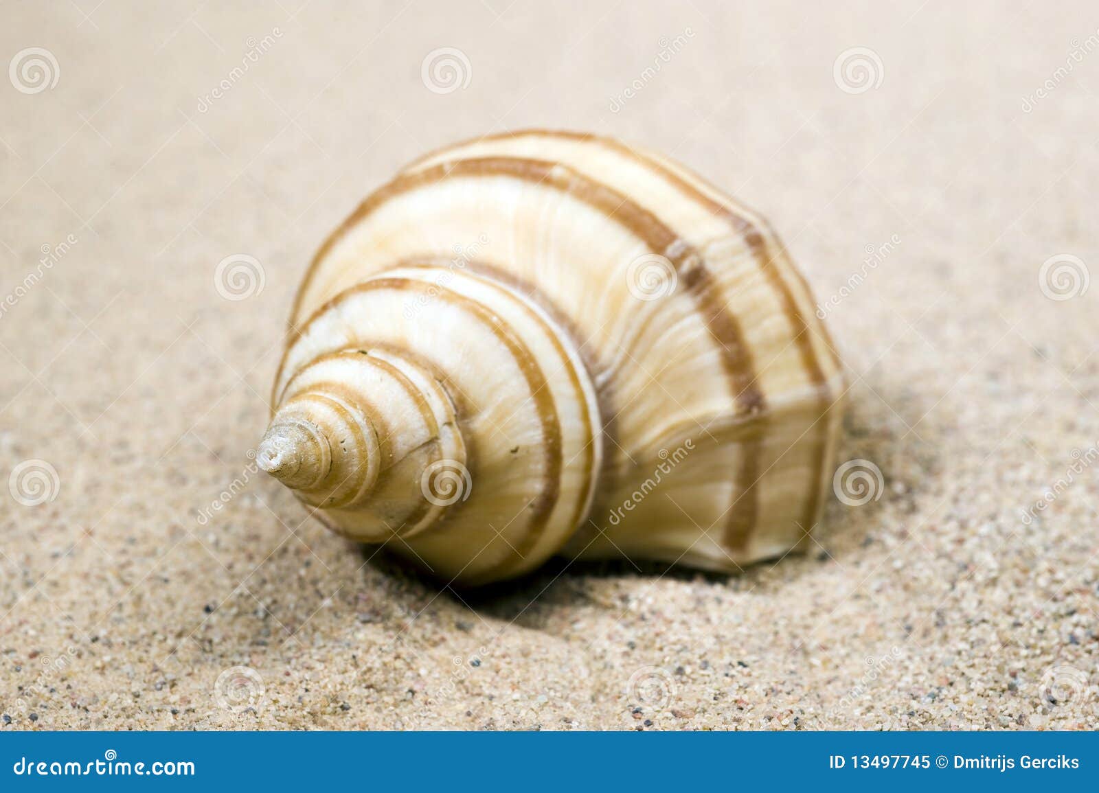 Macro Studio Shot of Beautiful Sea Shell Stock Image - Image of mollusk ...