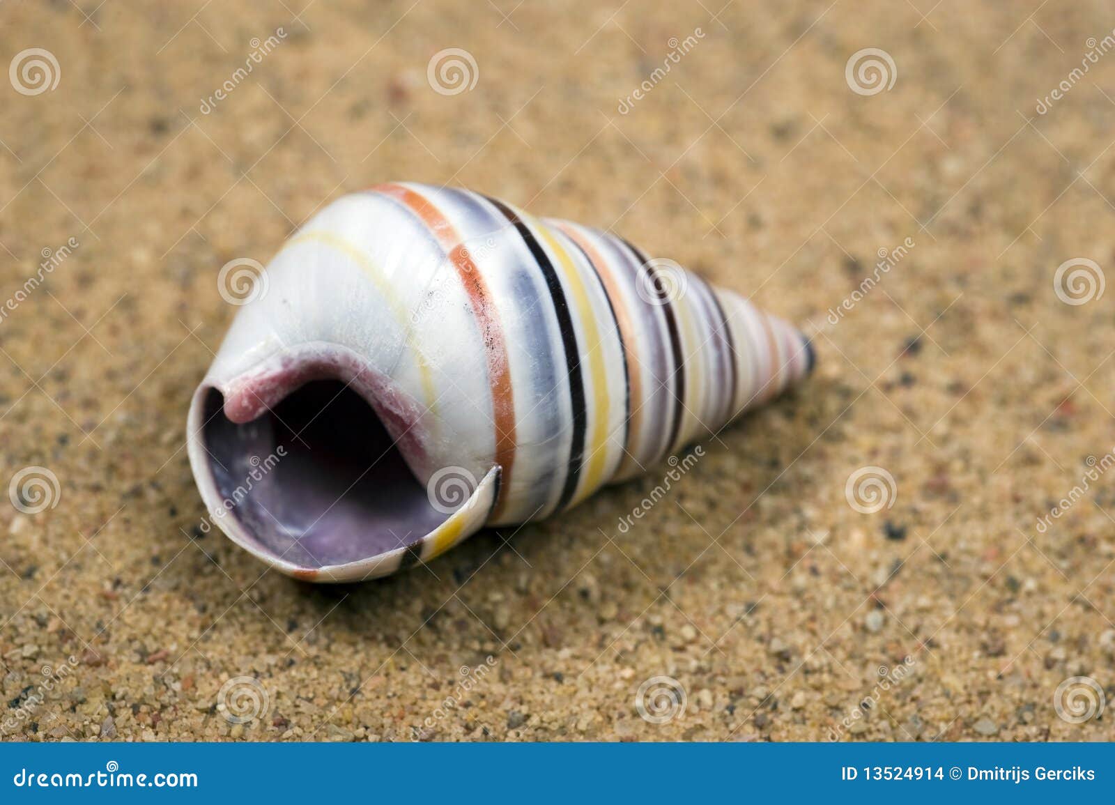 Macro Studio Shot of Beautiful Sea Shell Stock Photo - Image of getaway ...
