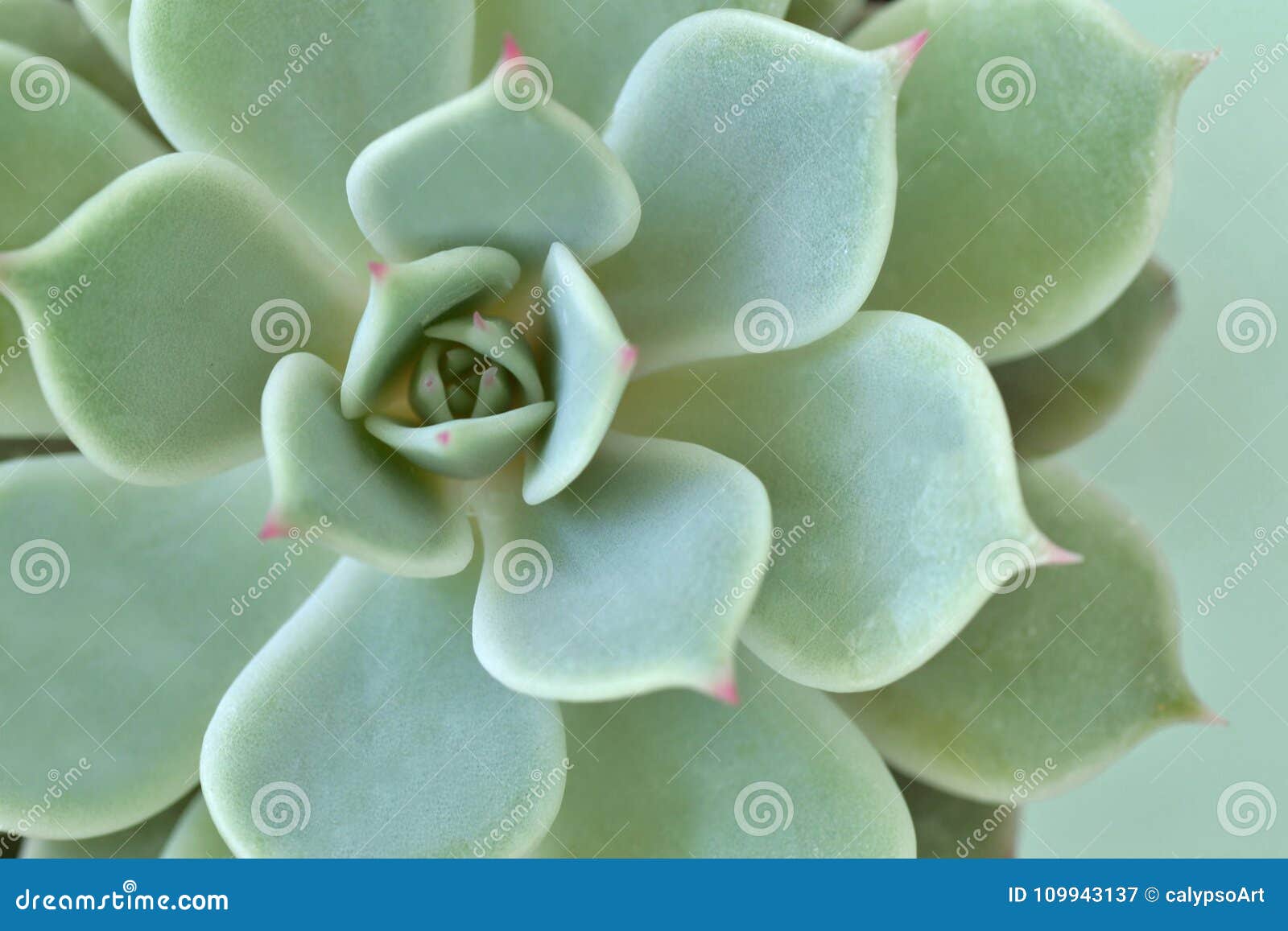 Macro of Succulent Plant - Echeveria Stock Image - Image of fresh ...