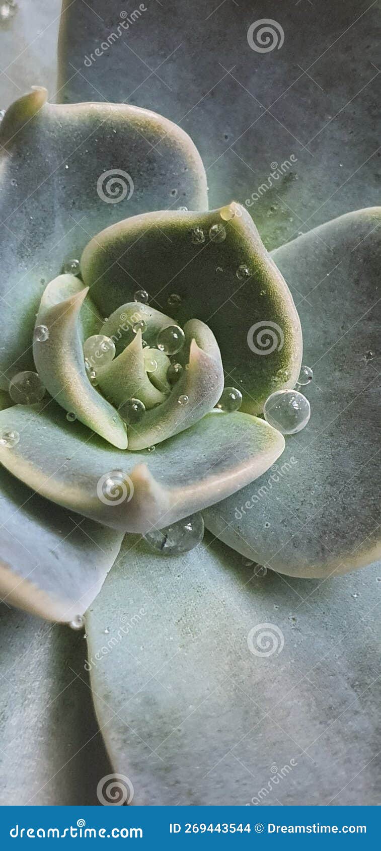Macro succulent water stock photo. Image of succulent - 269443544