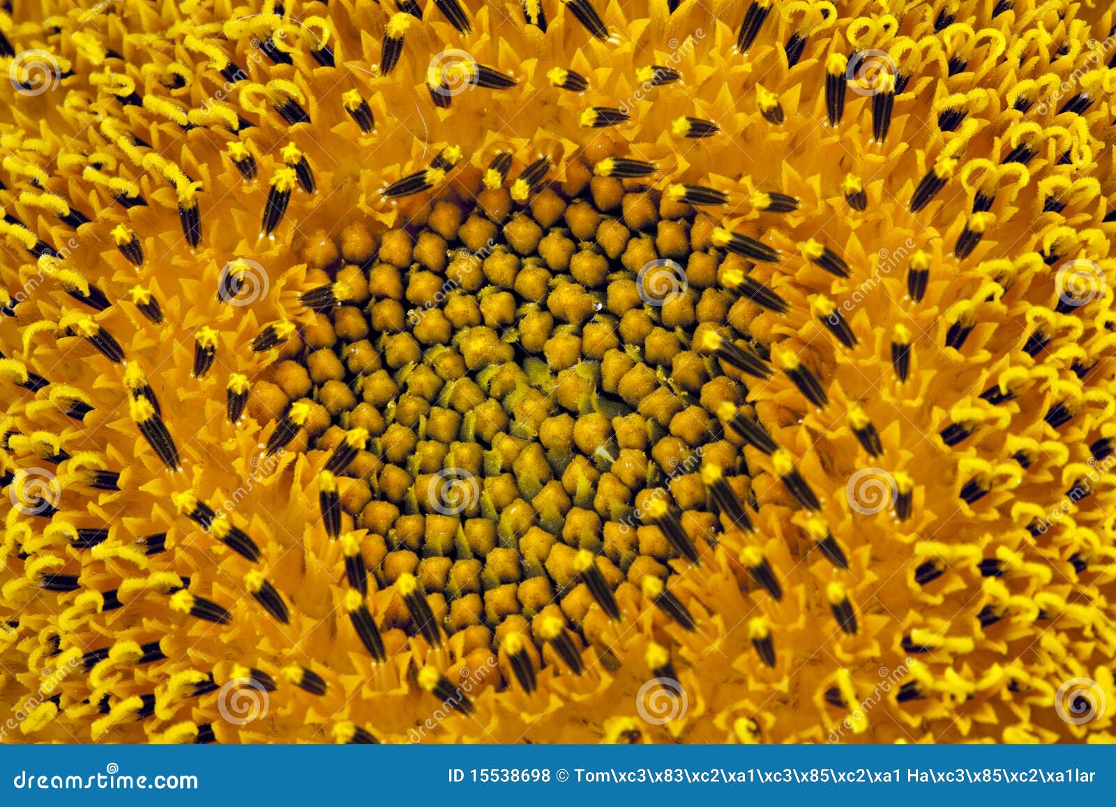 Macro of sunflower stock photo. Image of petal, nature - 15538698