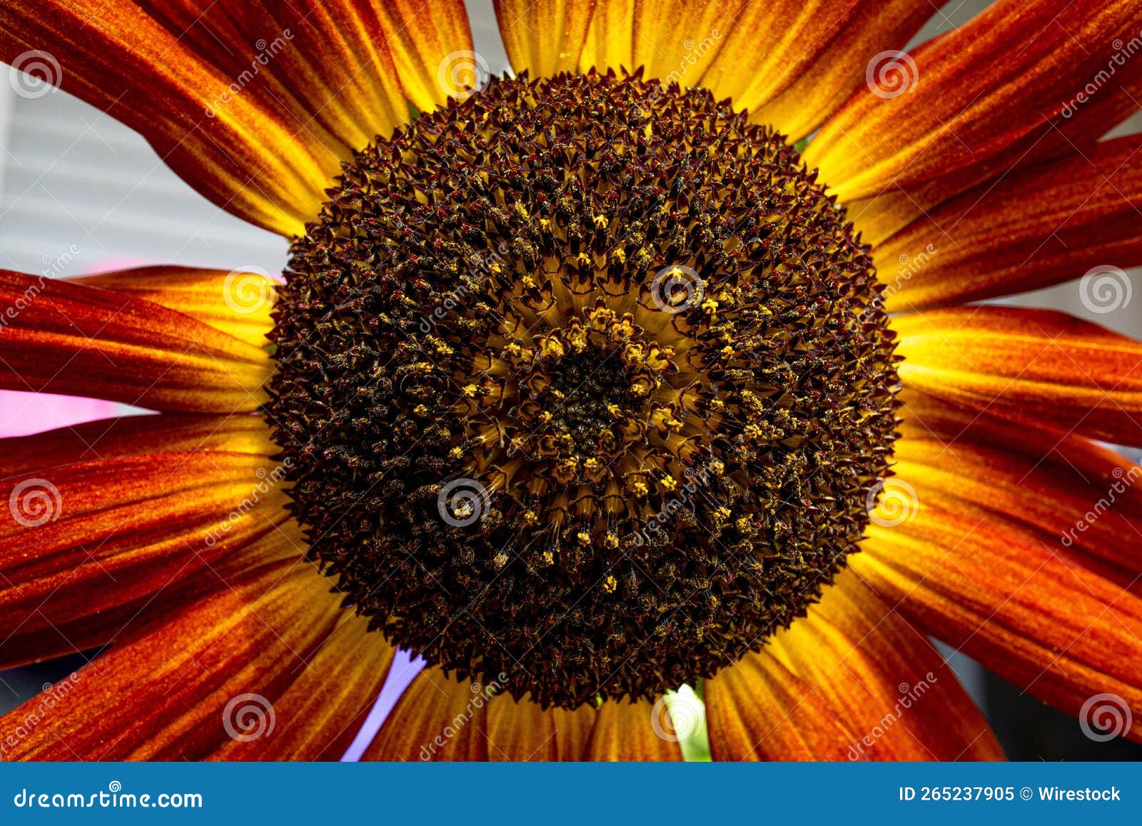Macro of a Sunflower in Bloom Detail Stock Image - Image of sunflower ...