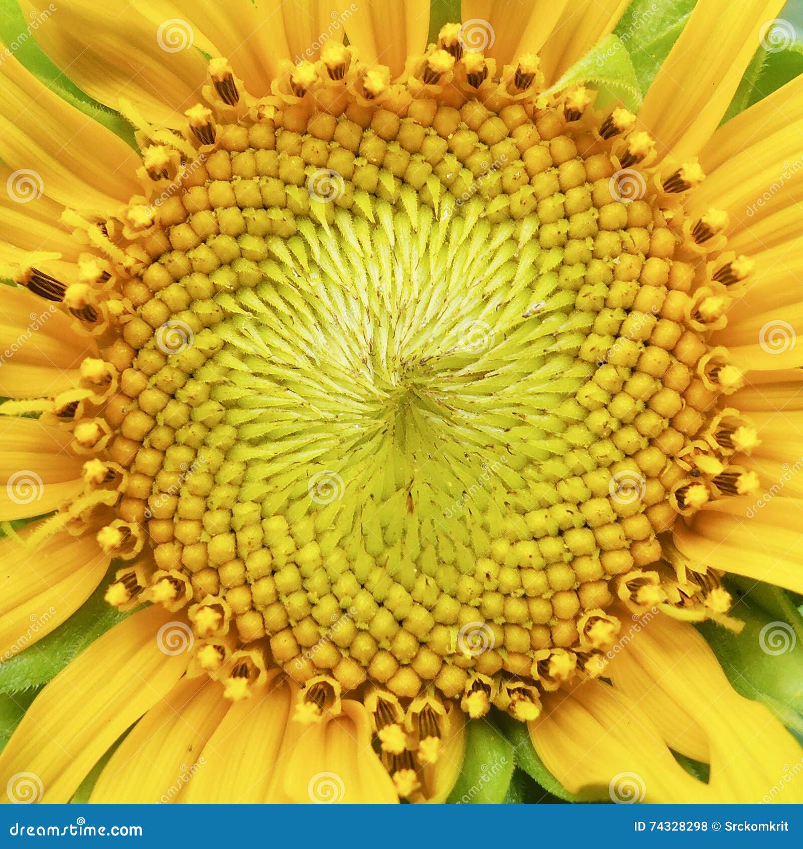 Macro sunflower pollen stock photo. Image of beautiful - 74328298