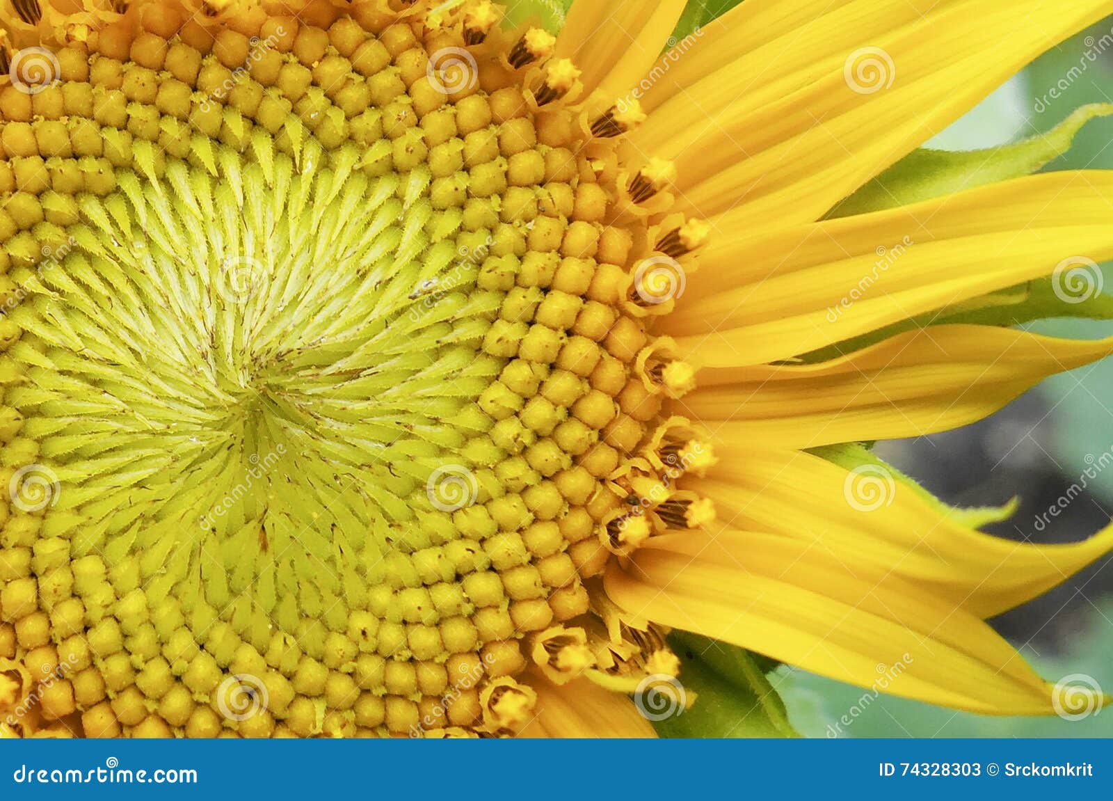 Macro sunflower pollen stock image. Image of harvesting - 74328303