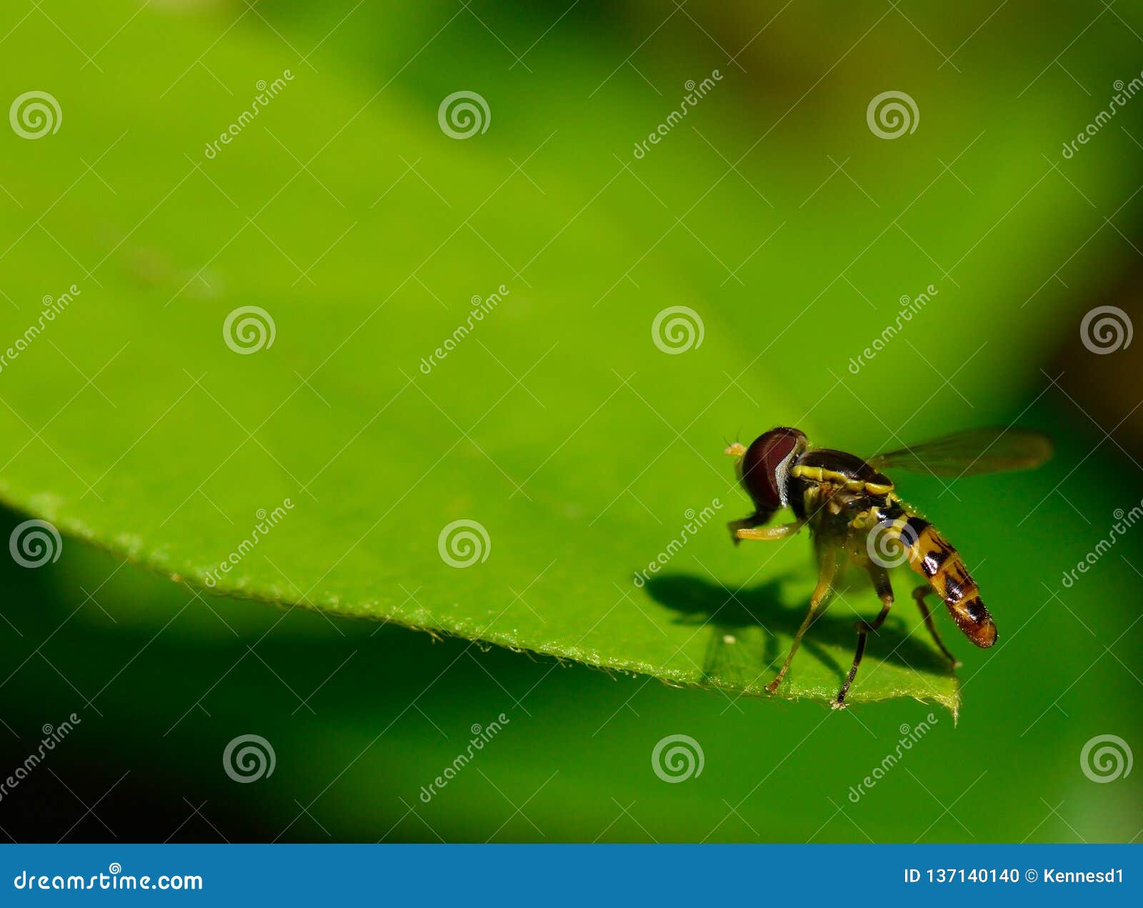 Macro of Sweat Fly Resting on Edge of Leaf Stock Photo - Image of ...