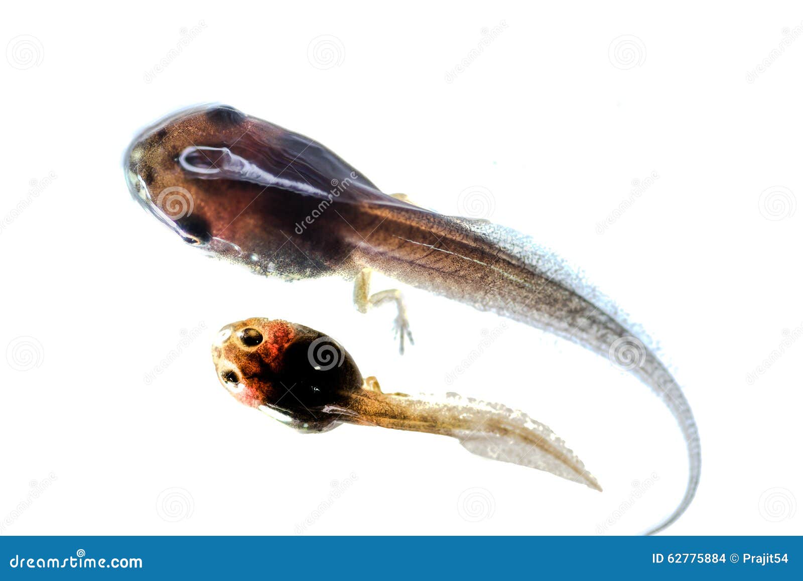 Macro tadpole stock photo. Image of animal, internal - 62775884