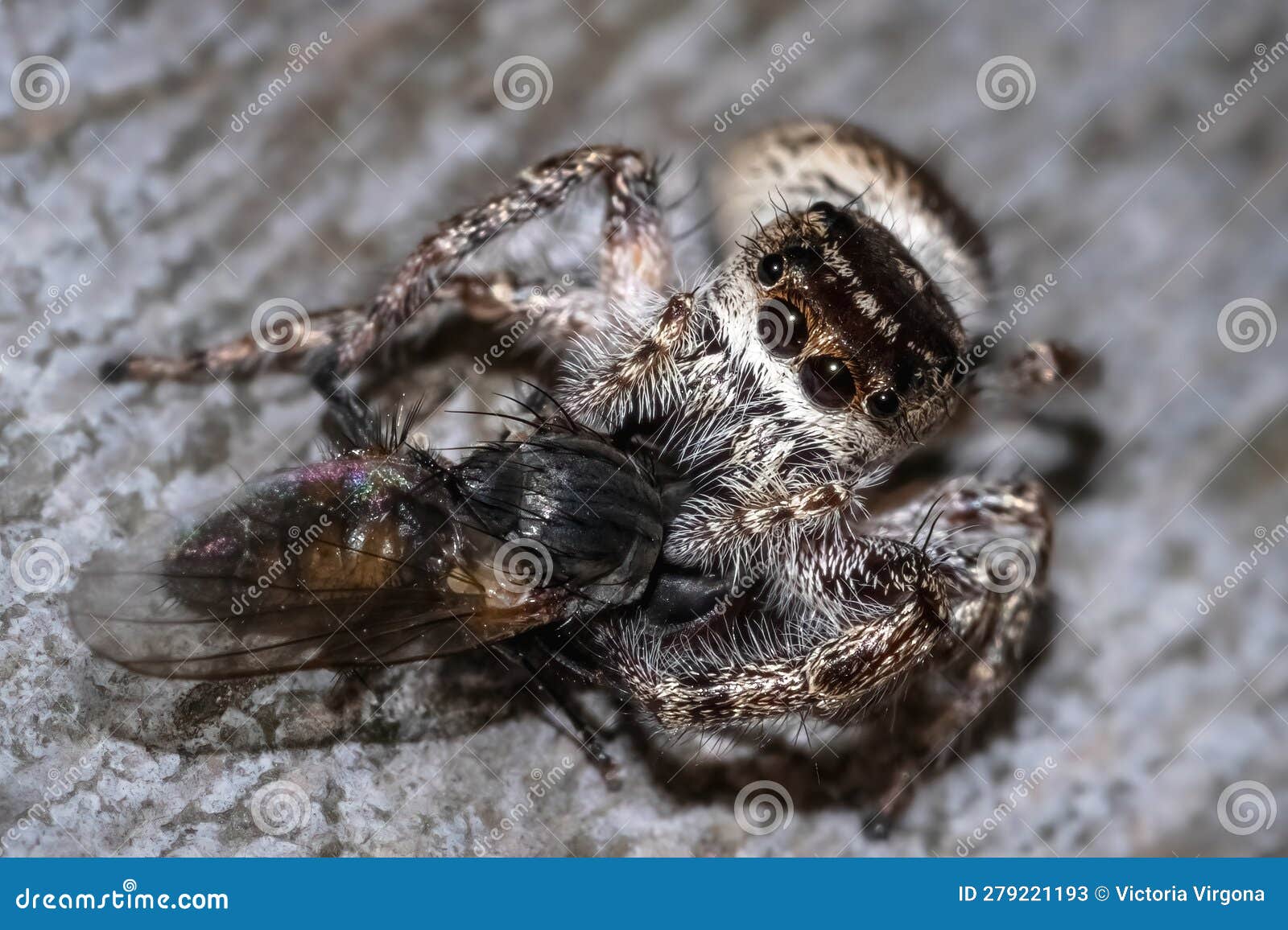Macro of a Tan Jumping Spider (Platycryptus Undatus) with a Hover Fly ...