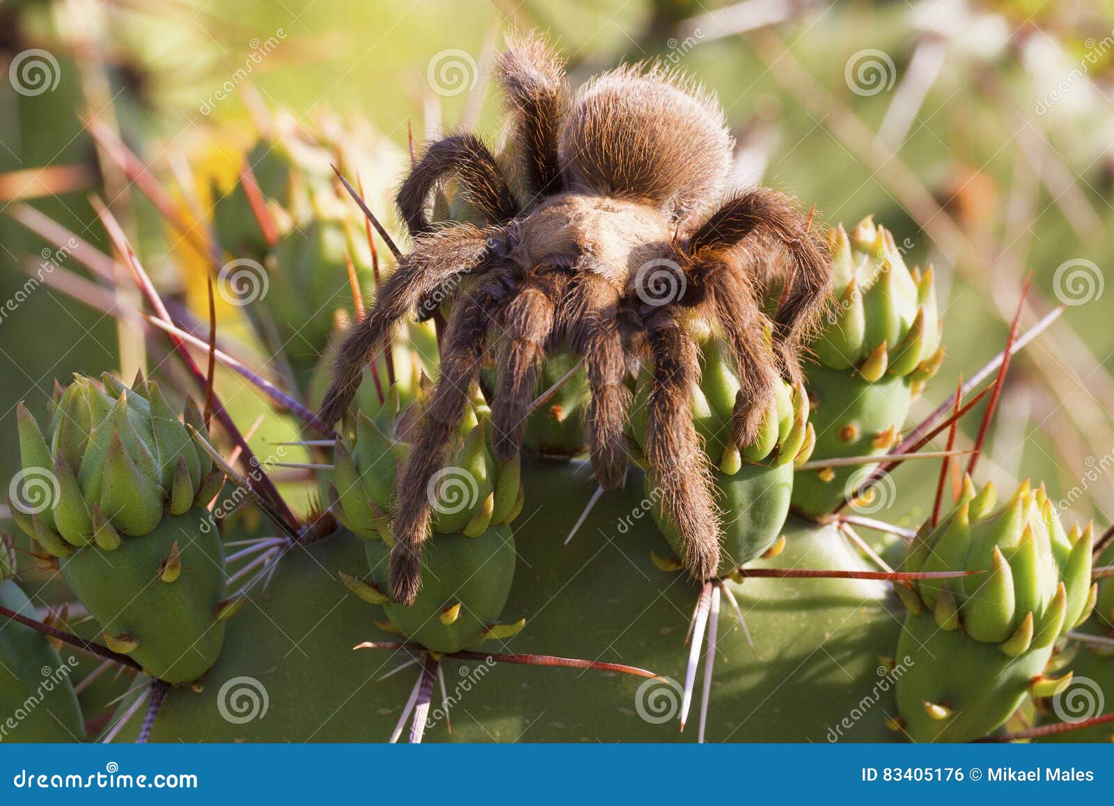Macro of tarantula`s eyes stock photo. Image of eyes - 83405176