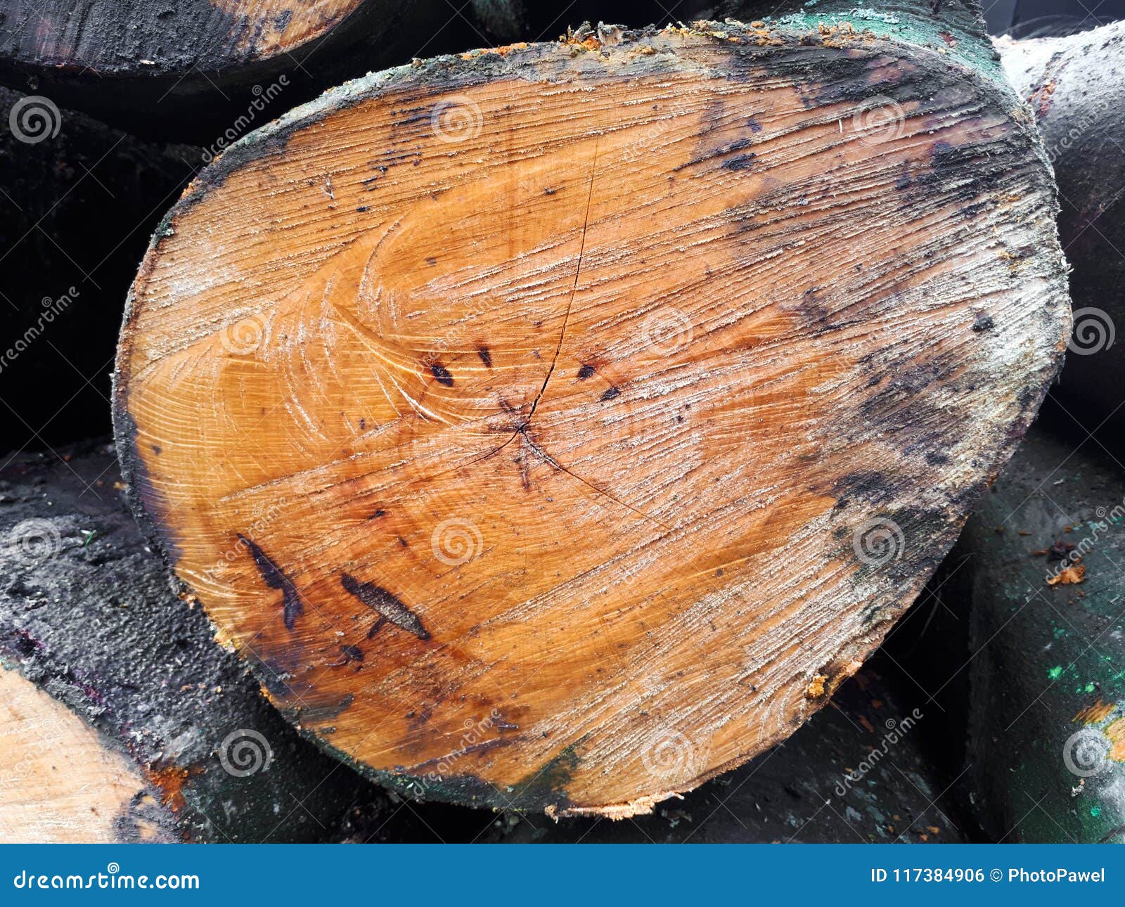 Macro Texture of Beech Tree Stock Photo - Image of material, tree ...