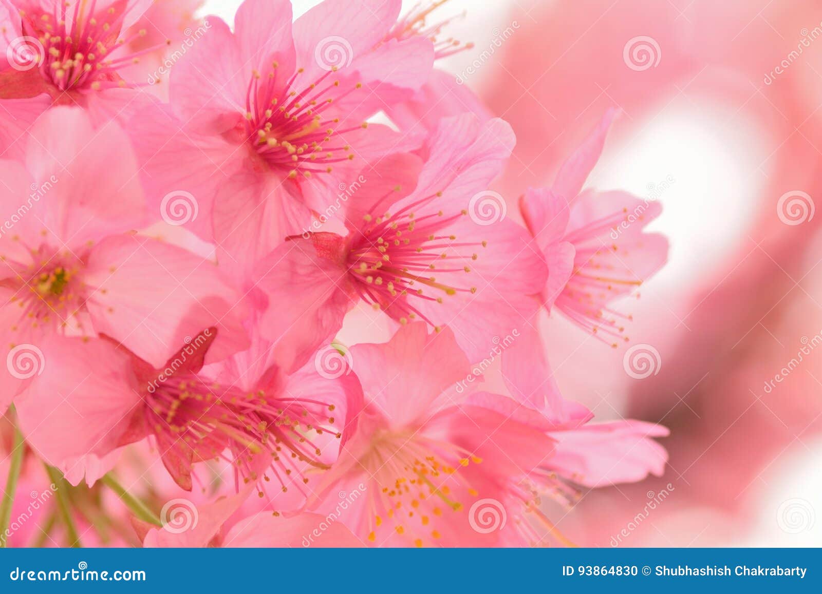 Macro Texture of Blooming Pink Japanese Cherry Blossoms Stock Photo ...
