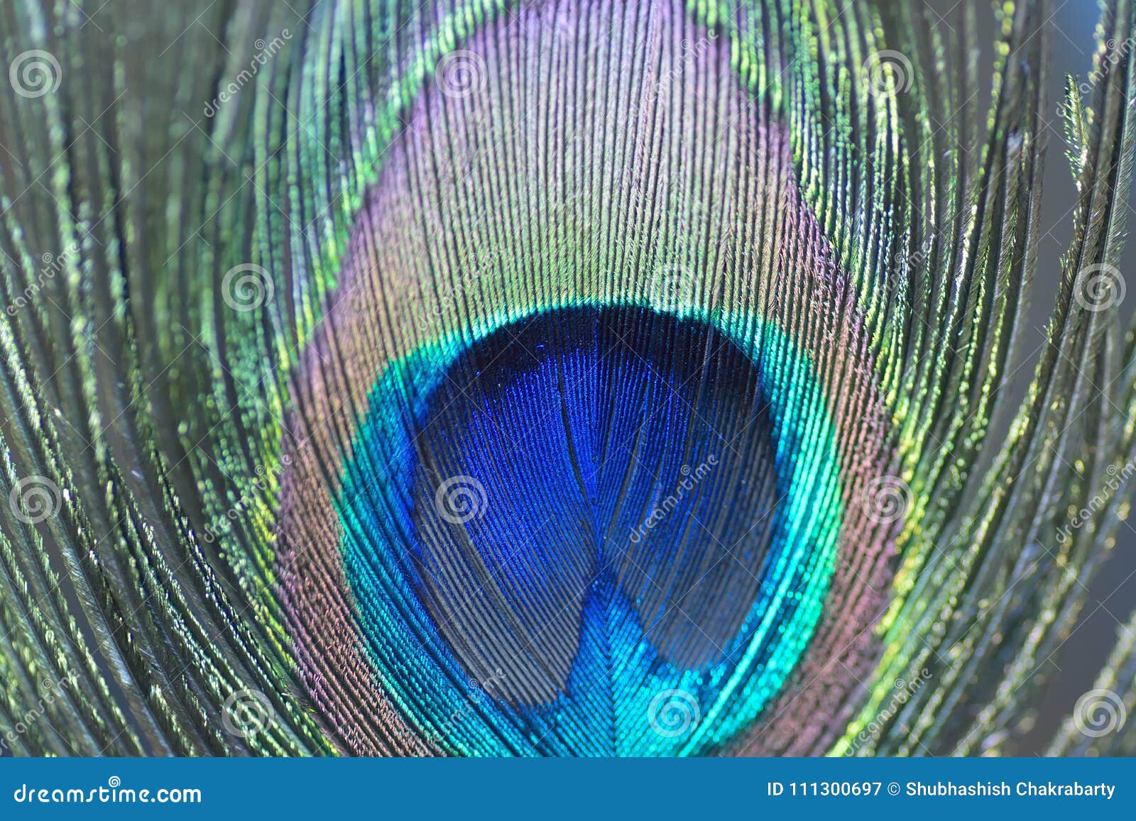 Macro Texture Of Colorful Peacock Feather Stock Image - Image of ...