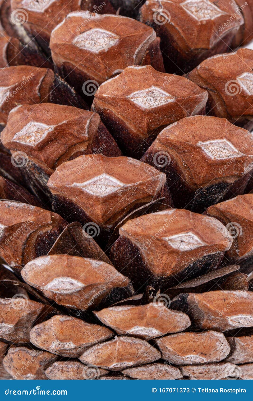 Macro Texture of a Cone Background Stock Image - Image of pattern, flat ...