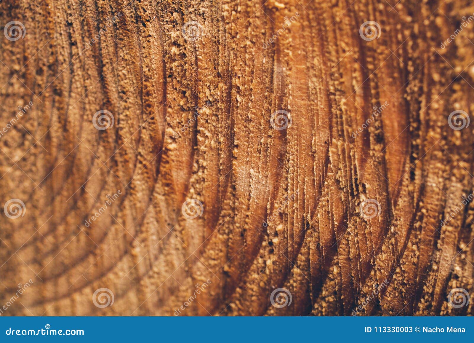 Macro Texture of Cut Tree Trunk. Stump of Pine Tree. Wood Texture and ...