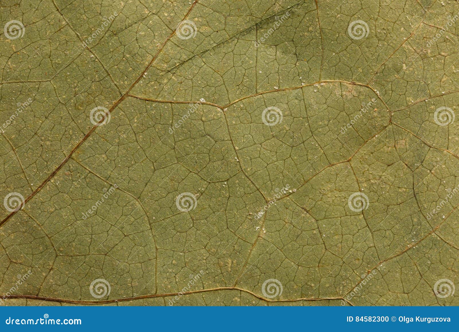 Macro Texture Dry Leaf Plants for the Background. Stock Photo - Image ...