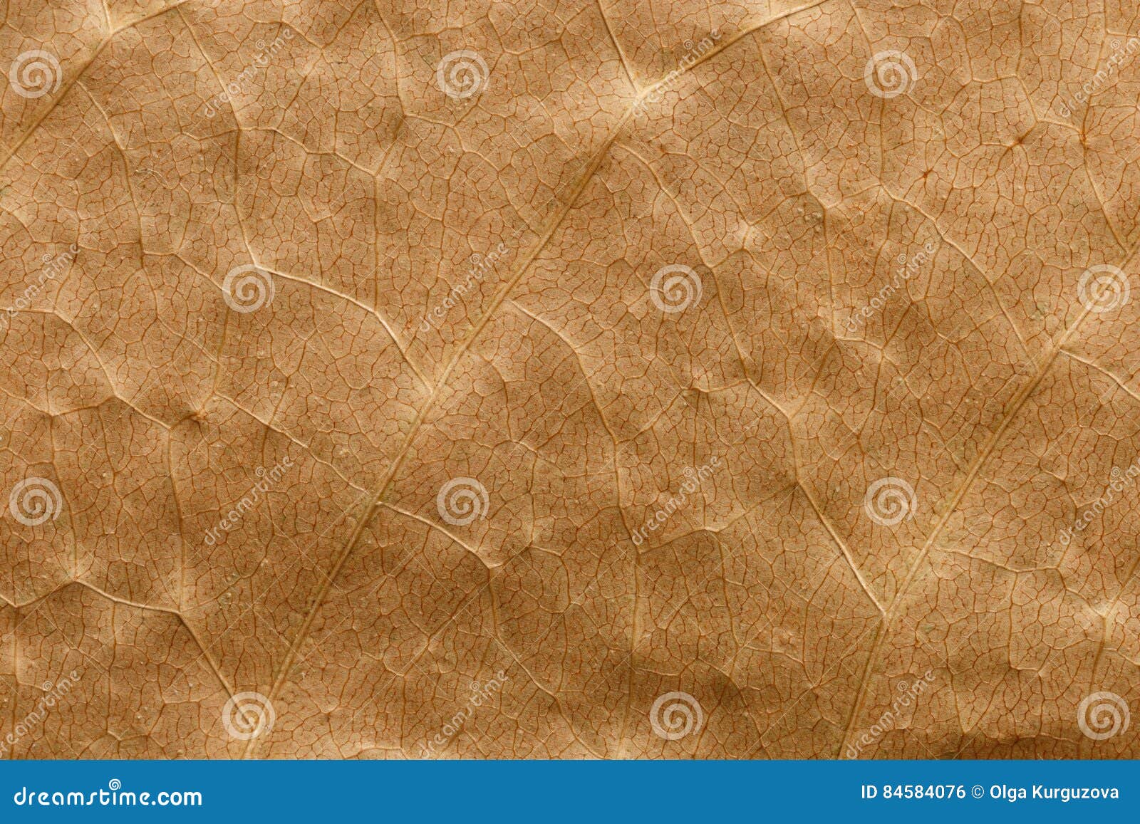 Macro Texture Dry Leaf Plants for the Background. Stock Photo - Image ...