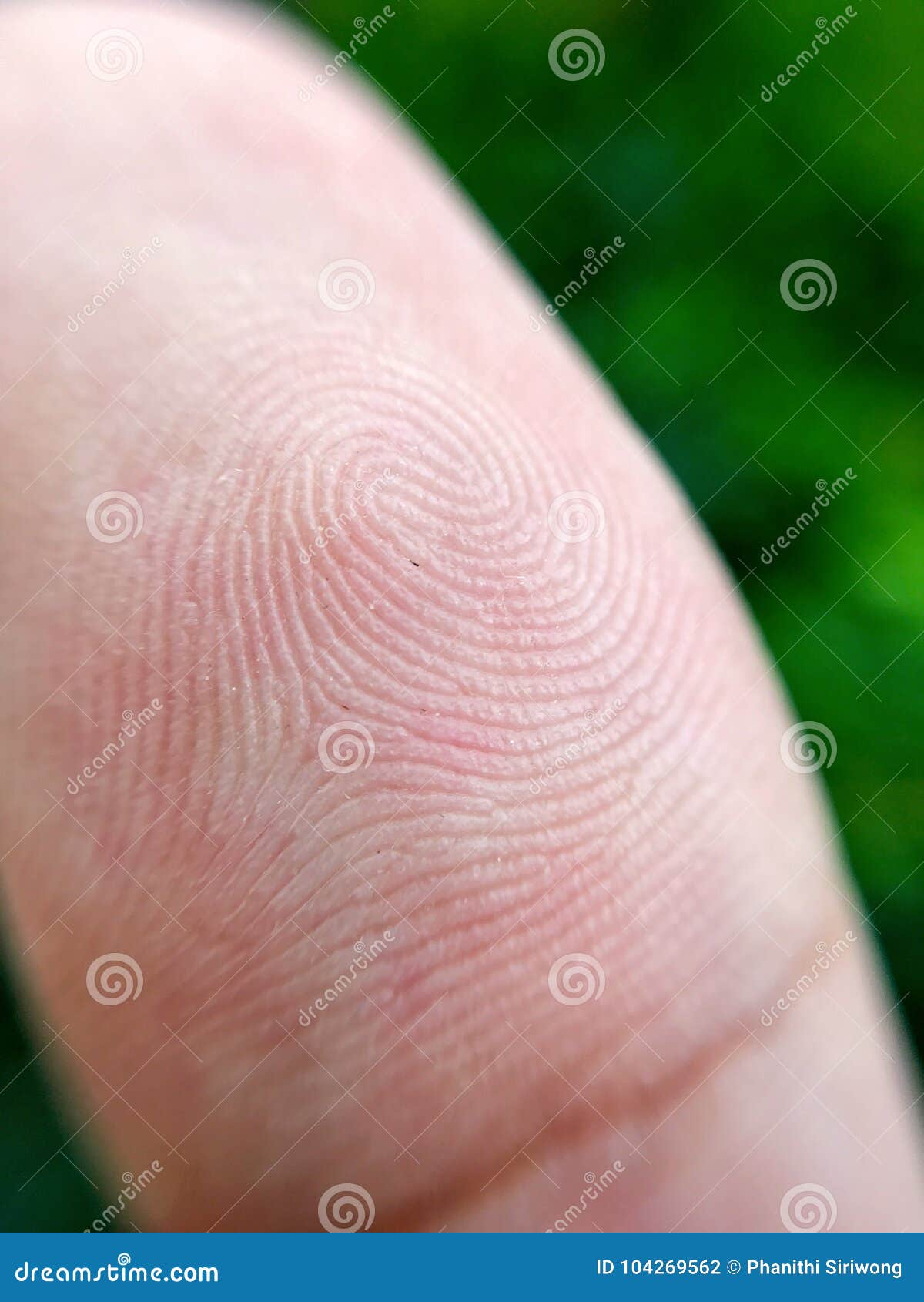 Macro of Texture Fingerprint Stock Photo - Image of biometric, body ...