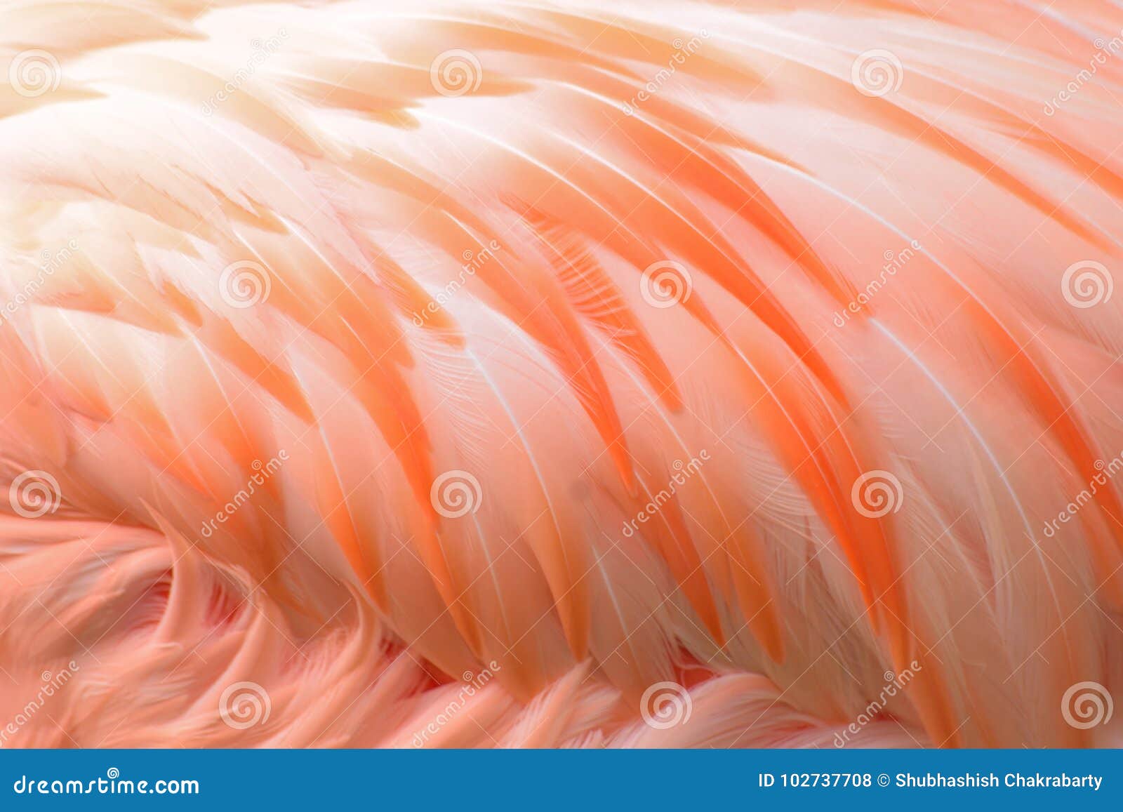 Macro Texture of Flamingo Bird Feathers Stock Photo - Image of ...