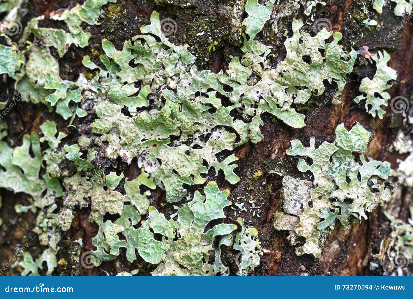Macro Texture of Green Lichen on Tree Bark during Summer in Austria ...