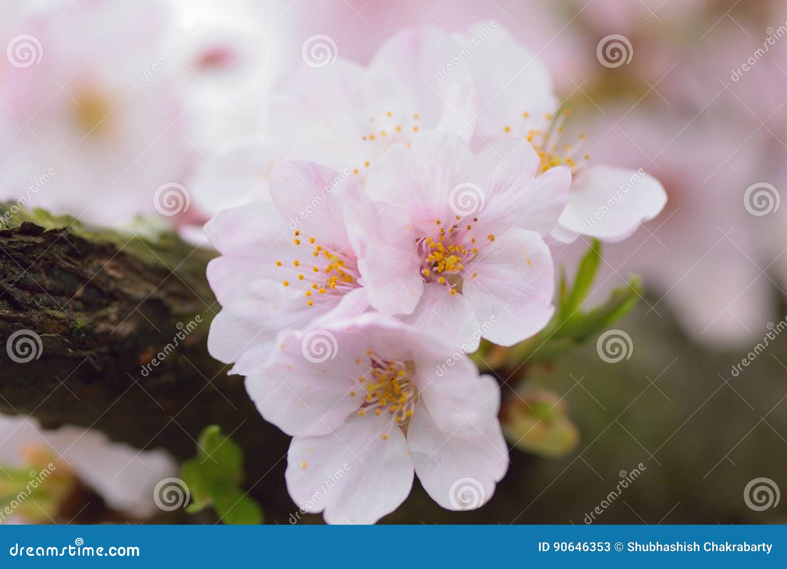Macro Texture of Japanese White Cherry Blossoms Stock Image - Image of ...