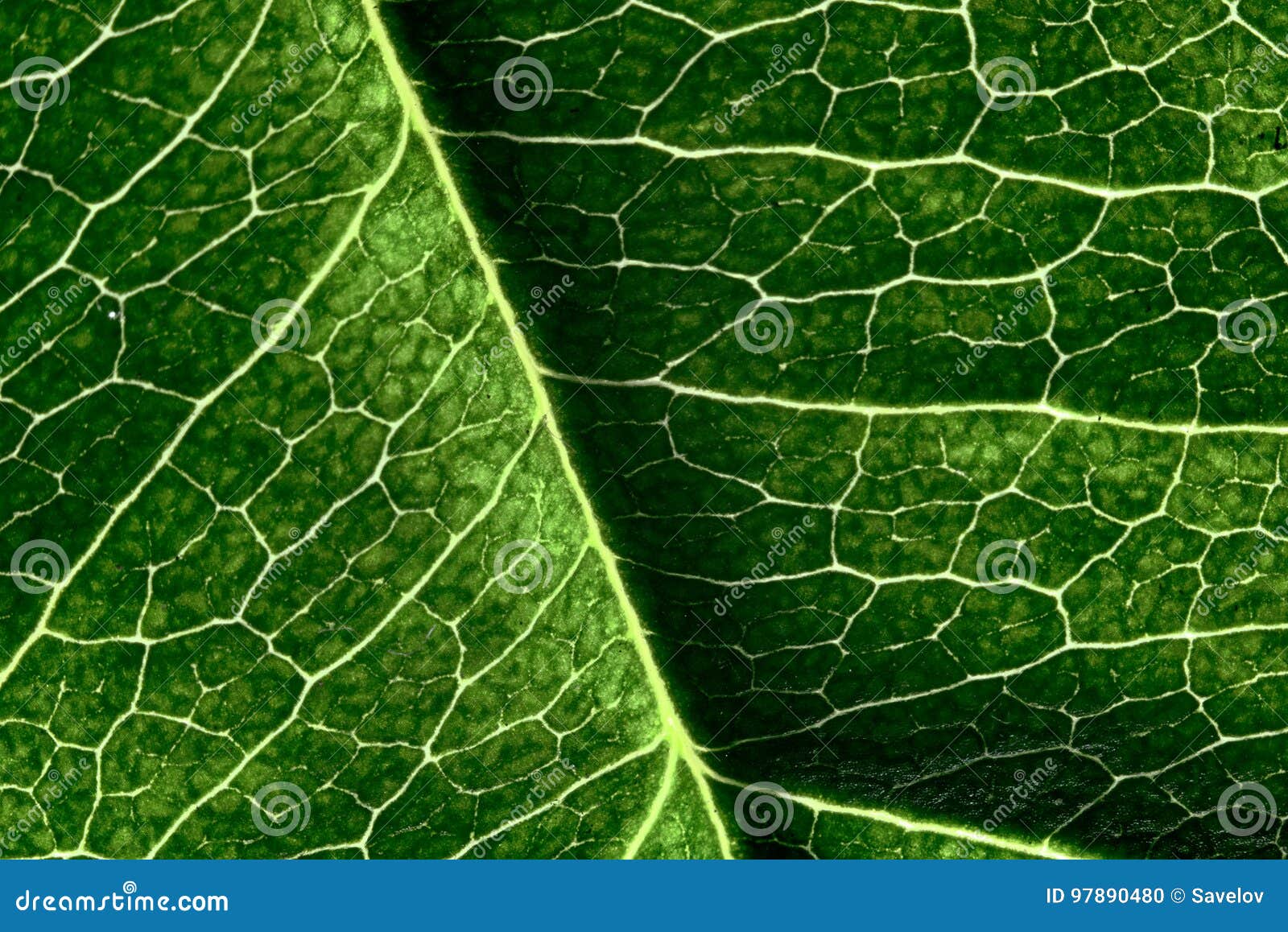 Macro Texture of a Leaf Rose Stock Photo - Image of ecology, abstract ...